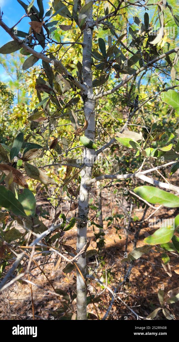 bluejack oak (Quercus incana Stock Photo - Alamy