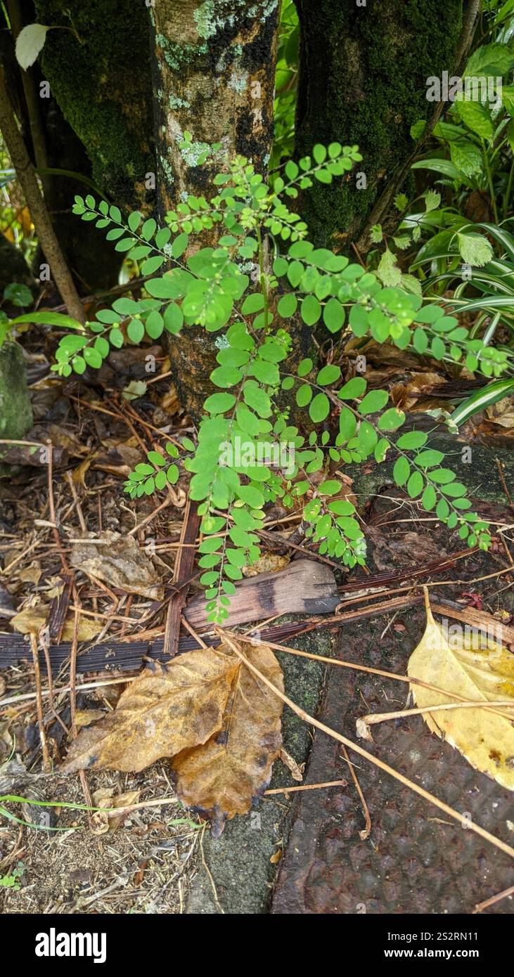 Mascarene Island leaf-flower (Phyllanthus tenellus Stock Photo - Alamy