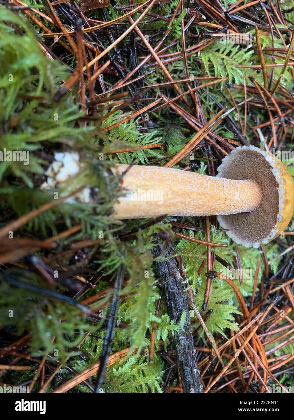 Blue-staining Slippery Jack (Suillus tomentosus Stock Photo - Alamy