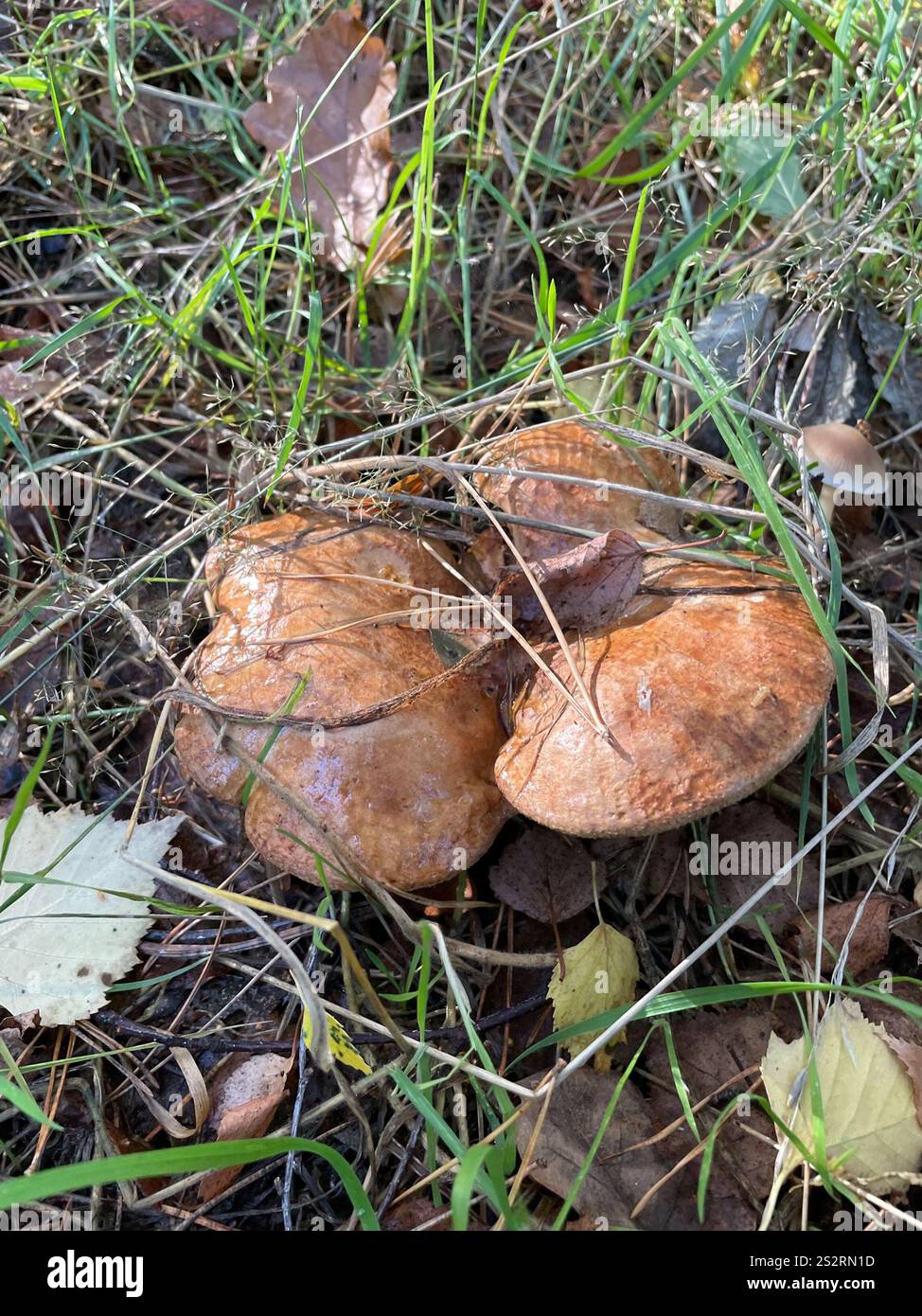 Brown Roll-Rim (Paxillus involutus Stock Photo - Alamy