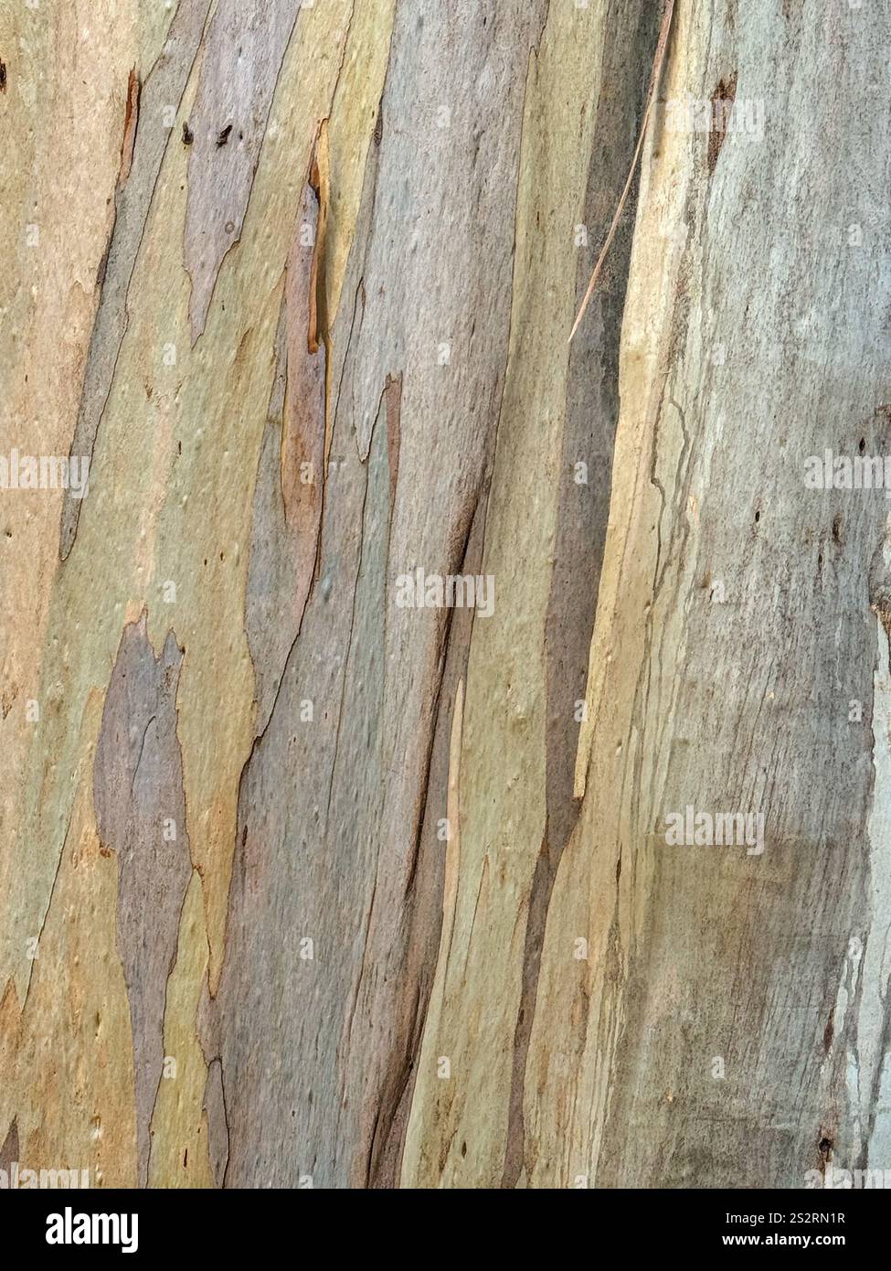 Eucalyptus trees in a grove on the UC Berkeley campus, in Berkeley ...