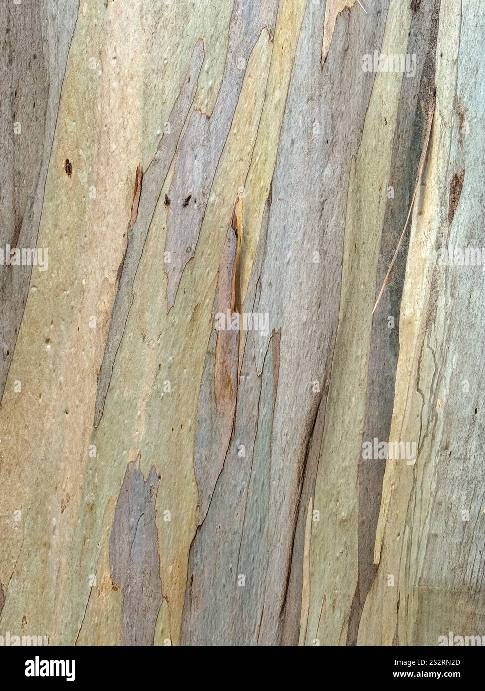 Eucalyptus trees in a grove on the UC Berkeley campus, in Berkeley ...