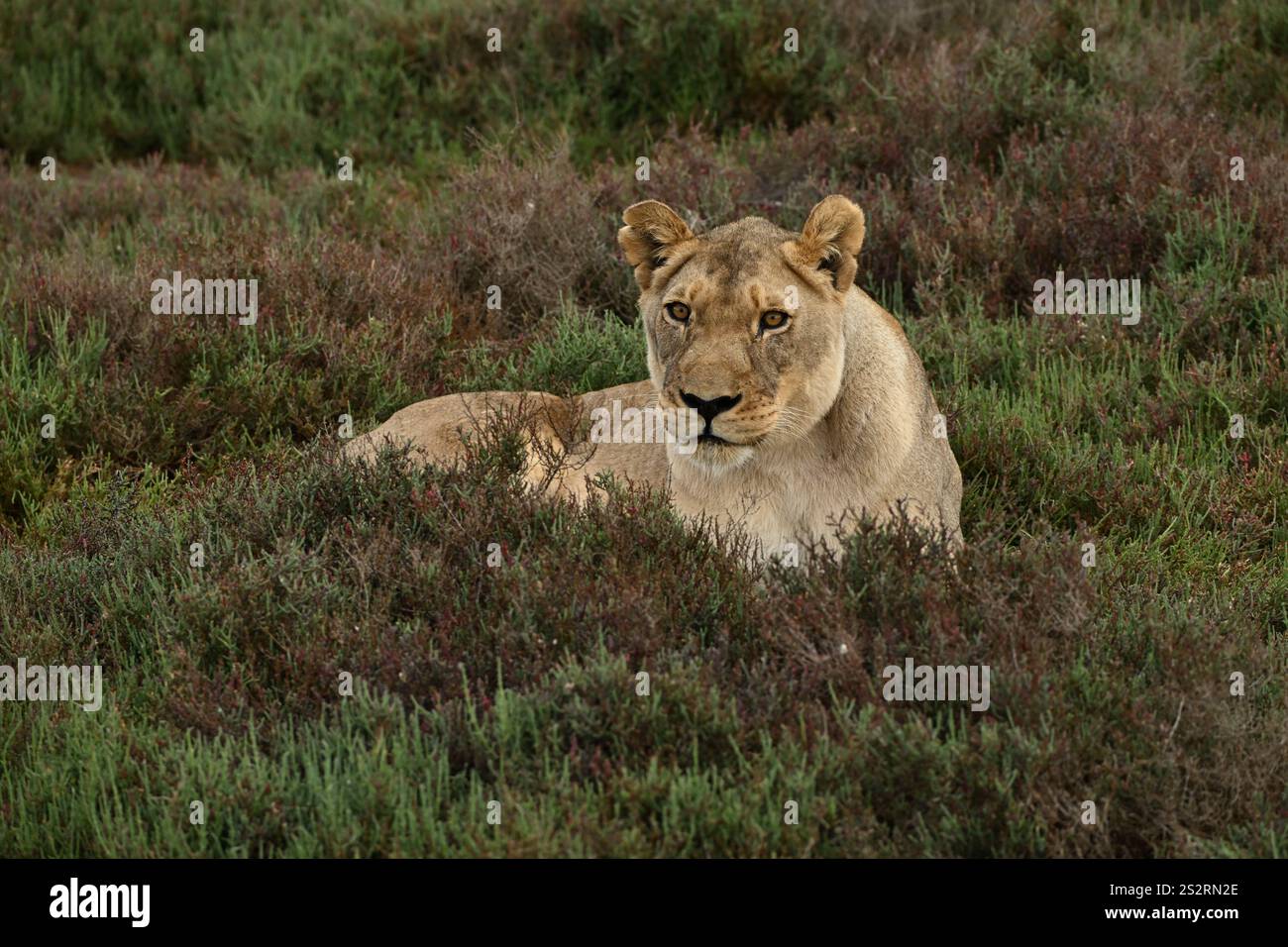 Iconic African Lioness laying down on the grass - safari Stock Photo ...