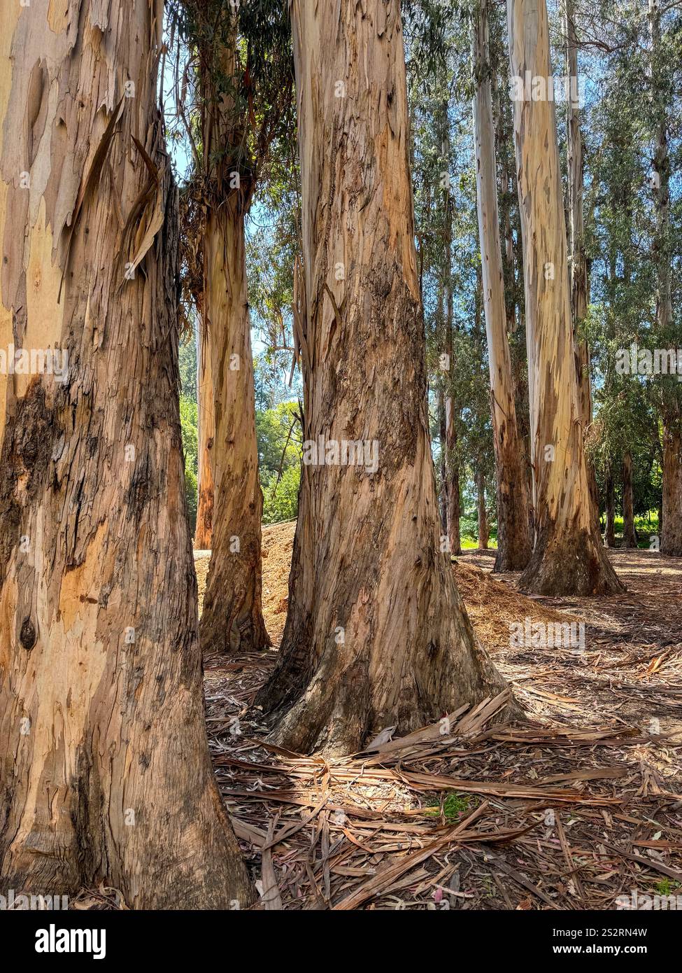 Eucalyptus trees in a grove on the UC Berkeley campus, in Berkeley ...