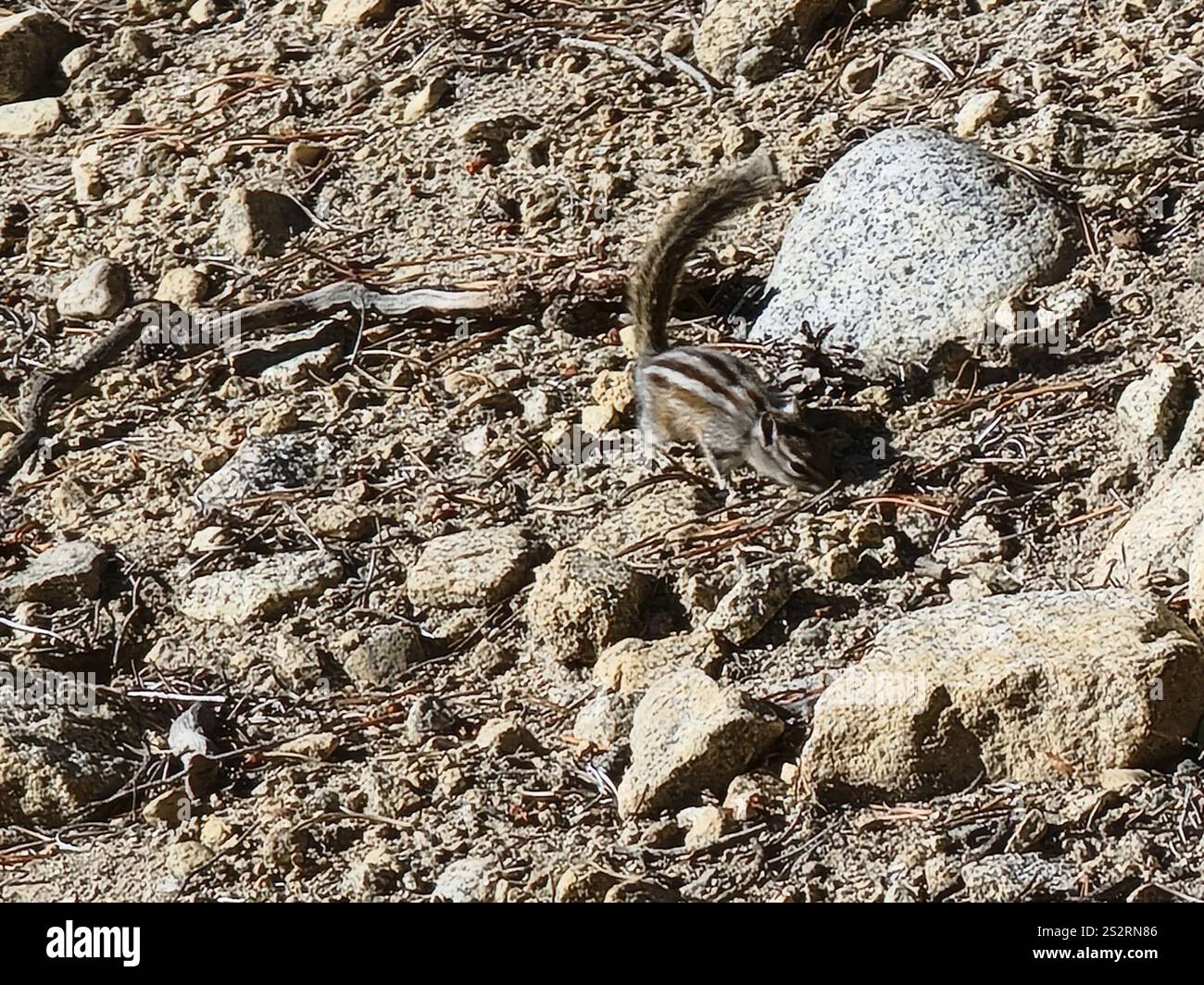 Western Chipmunks (Neotamias Stock Photo - Alamy