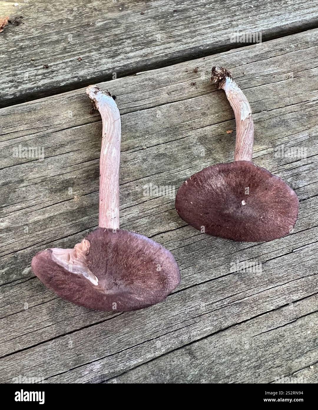 violet pinkgill (Entoloma violaceum Stock Photo - Alamy