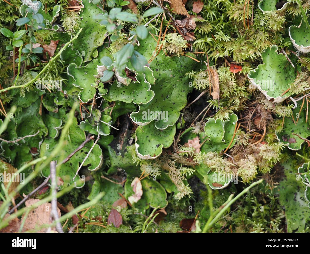 freckled pelt lichen (Peltigera aphthosa Stock Photo - Alamy