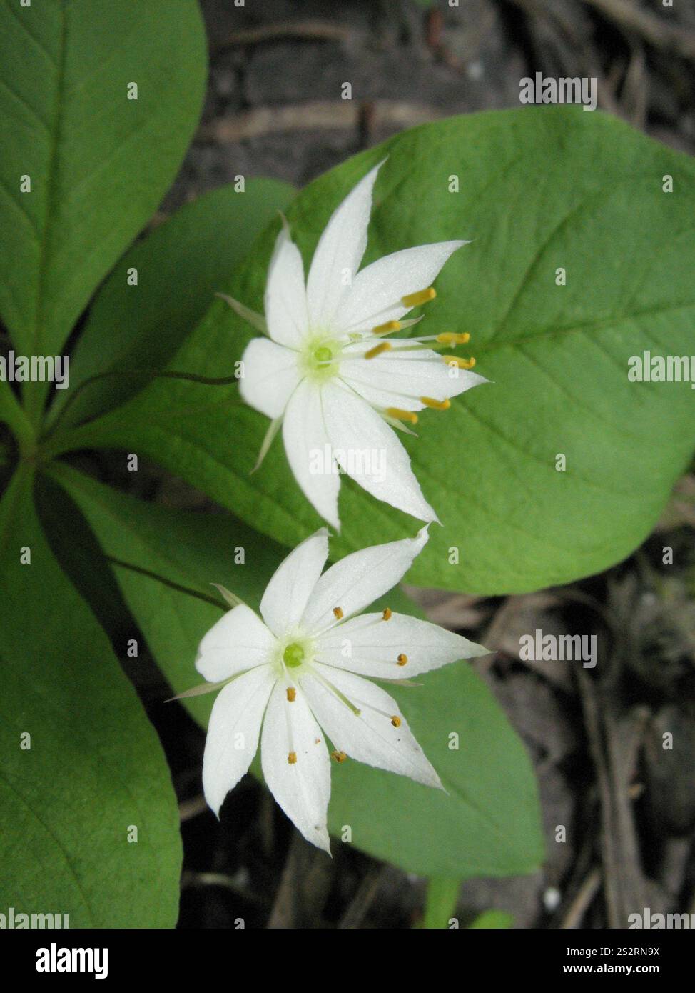 Arctic Starflower (Lysimachia europaea Stock Photo - Alamy