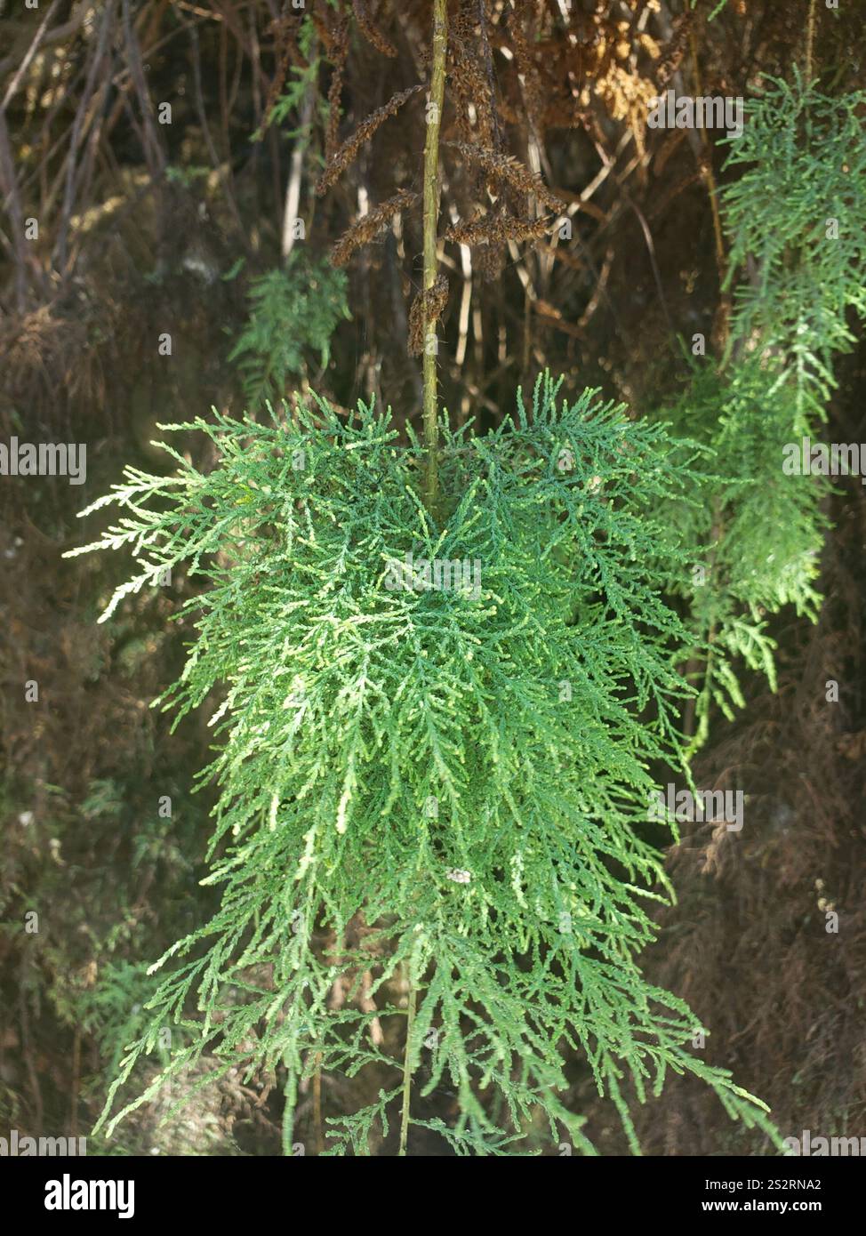 saltcedar (Tamarix ramosissima Stock Photo - Alamy