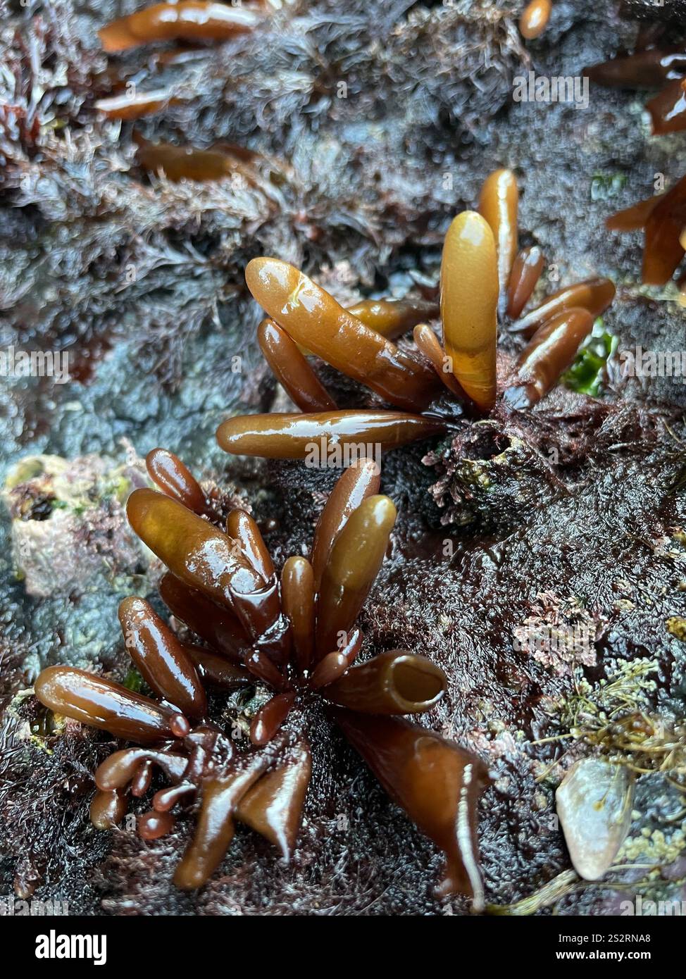 Sea Sacks (Halosaccion glandiforme Stock Photo - Alamy