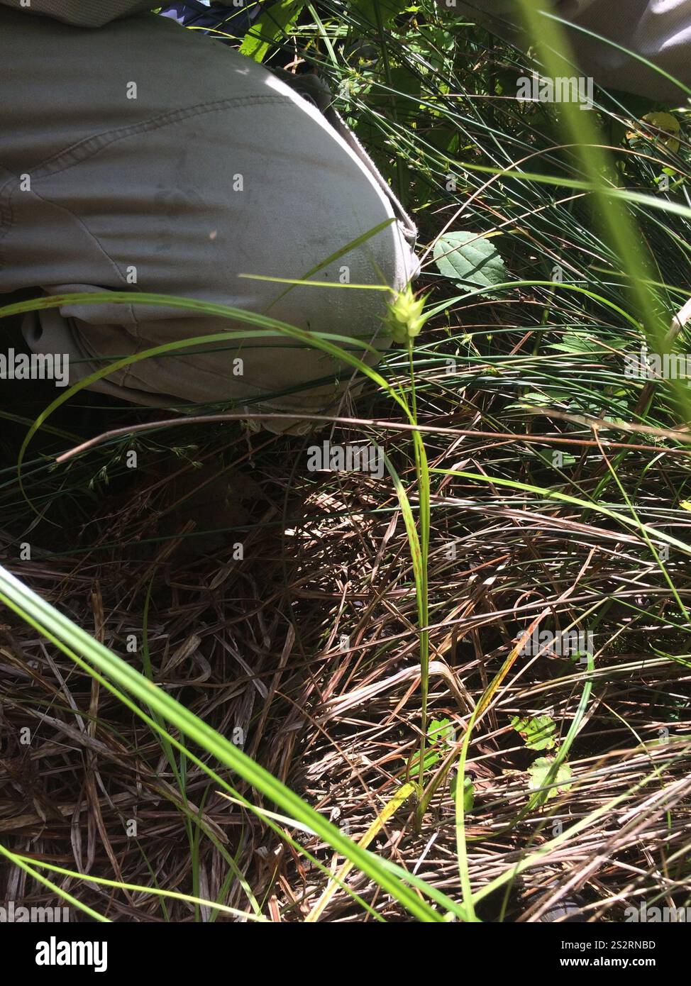 hop sedge (Carex lupulina Stock Photo - Alamy