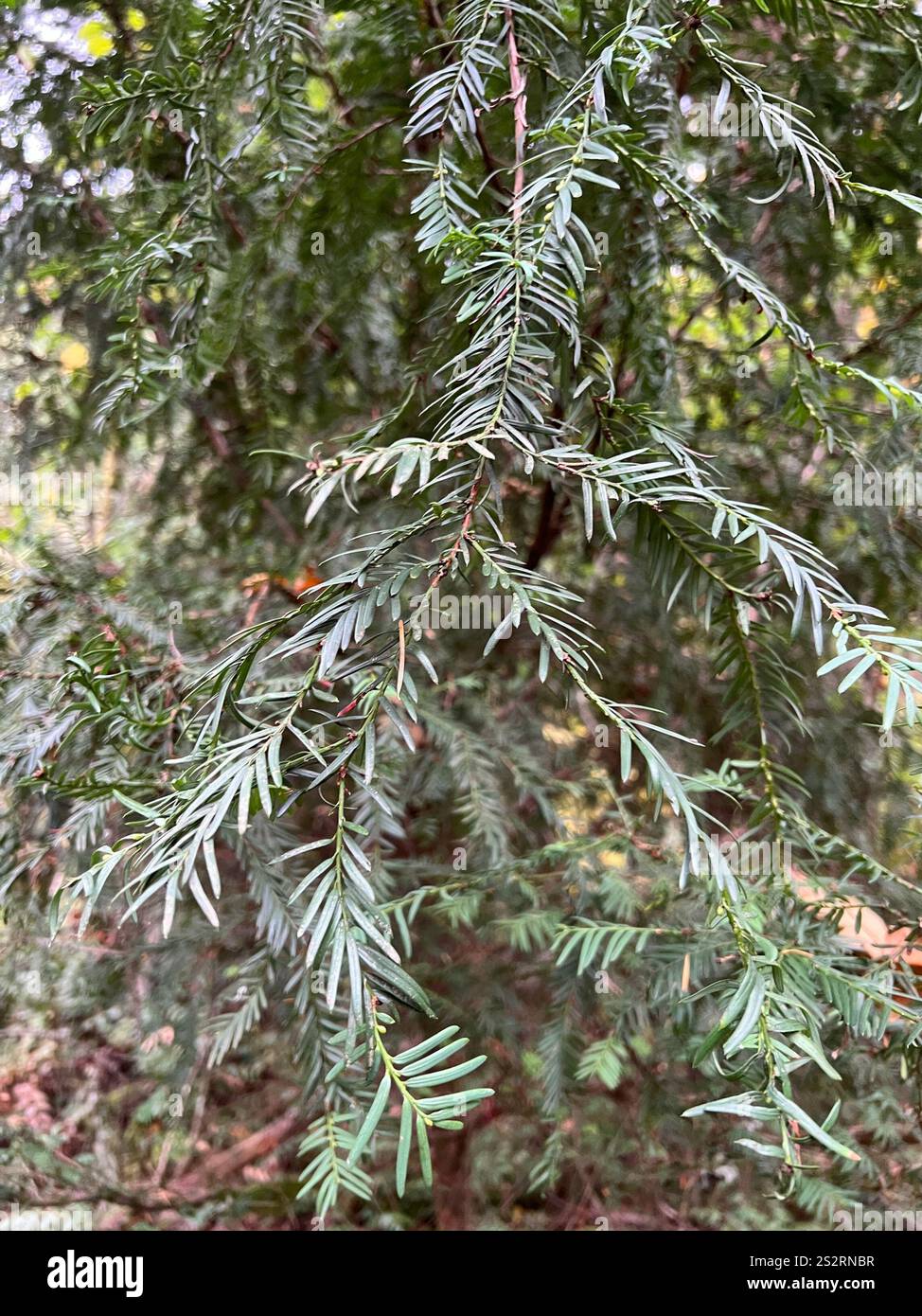 Pacific yew (Taxus brevifolia Stock Photo - Alamy