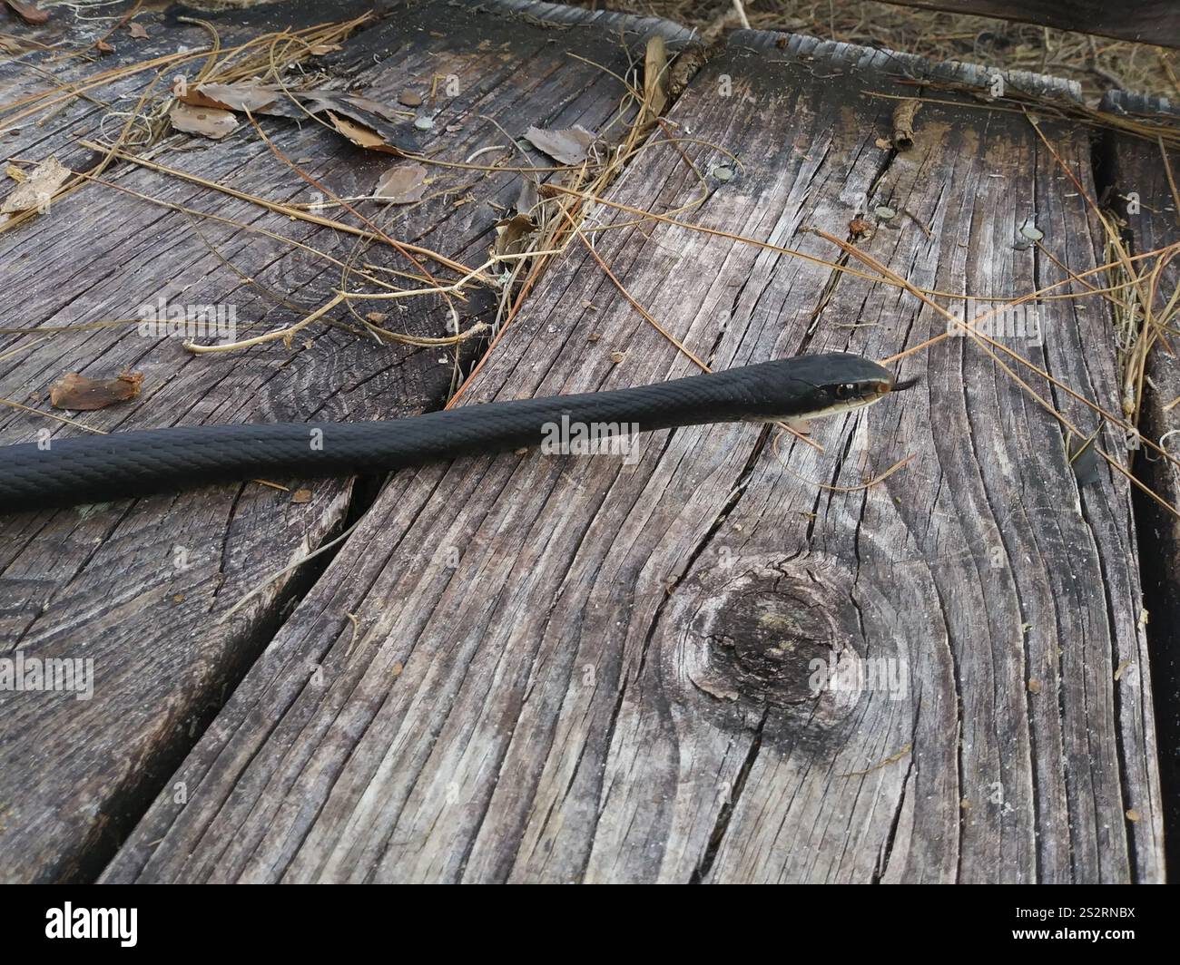 North American Racer (Coluber constrictor Stock Photo - Alamy