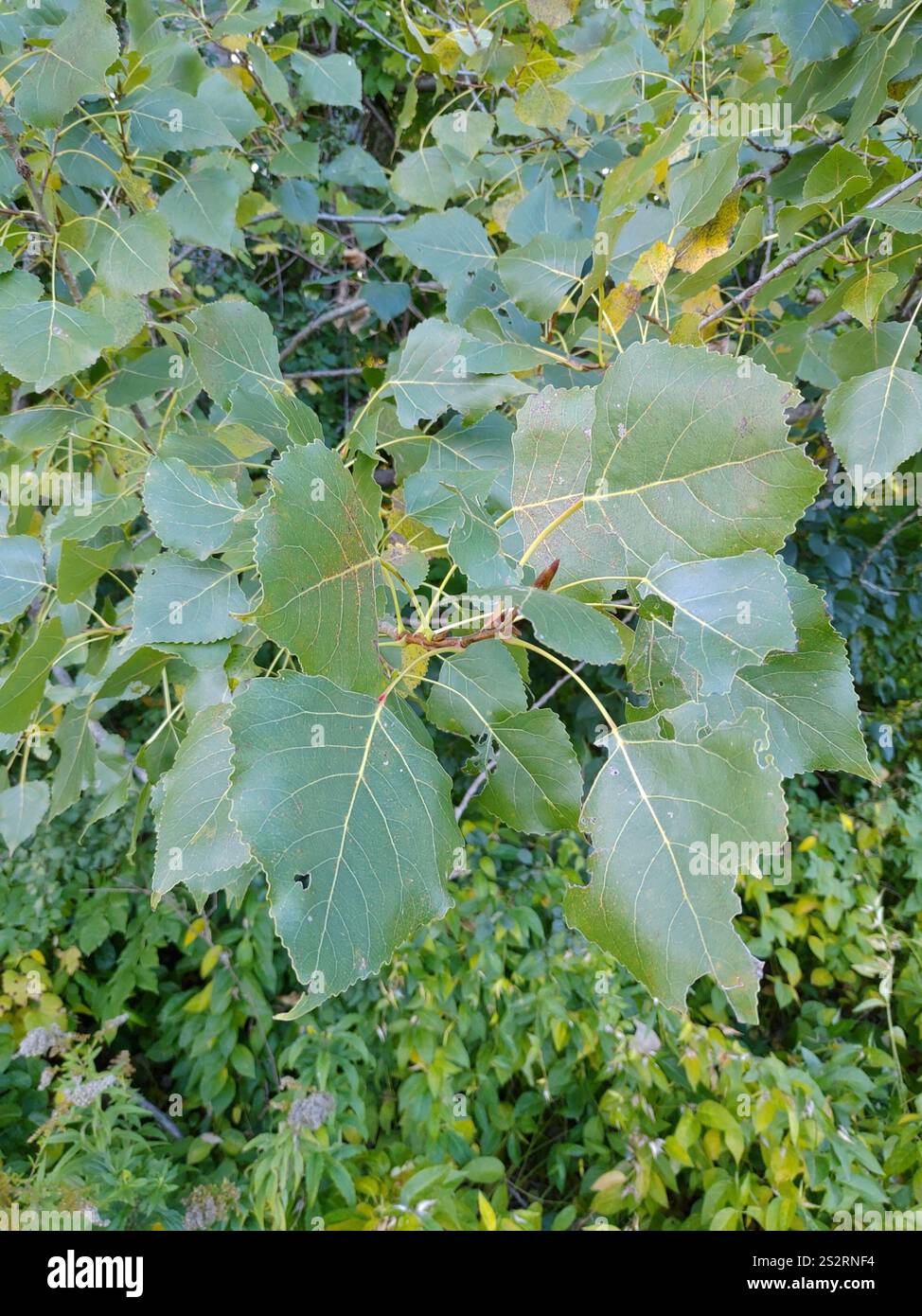poplars, cottonwoods, and aspens (Populus Stock Photo - Alamy