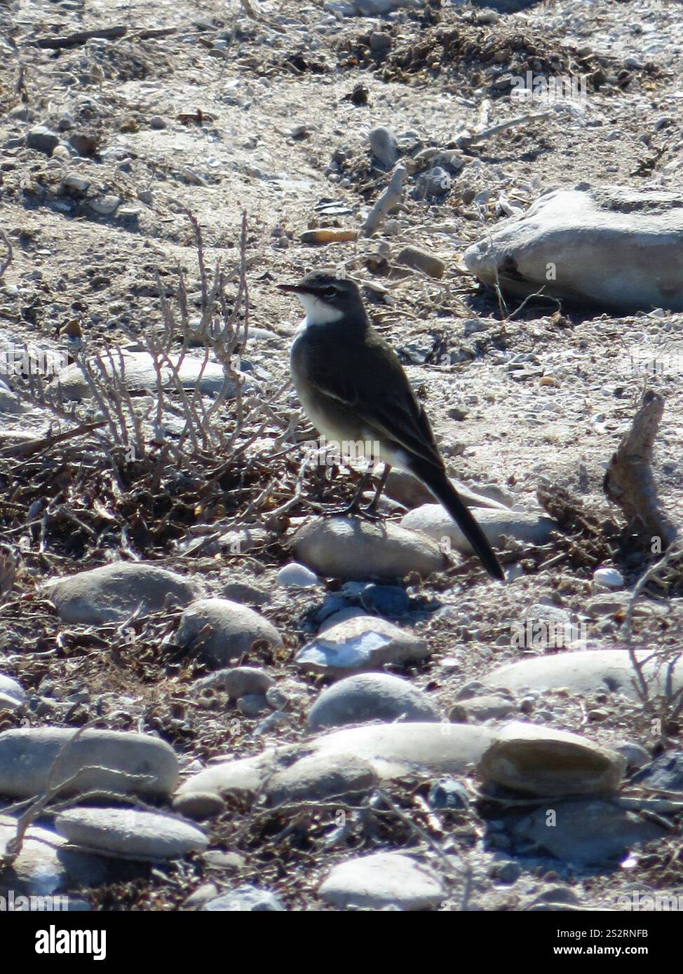 Cape Wagtail (Motacilla capensis Stock Photo - Alamy