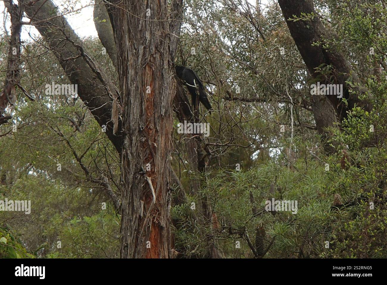 Yellow-tailed Black Cockatoo (Zanda funerea Stock Photo - Alamy
