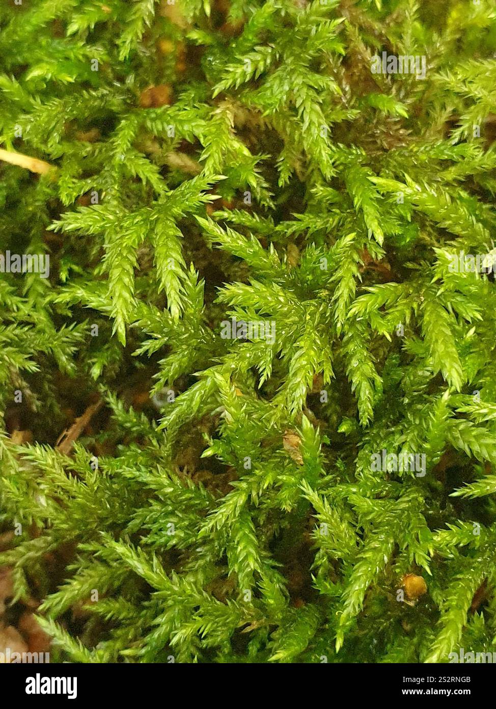 Larger Mouse-tail Moss (Isothecium alopecuroides Stock Photo - Alamy
