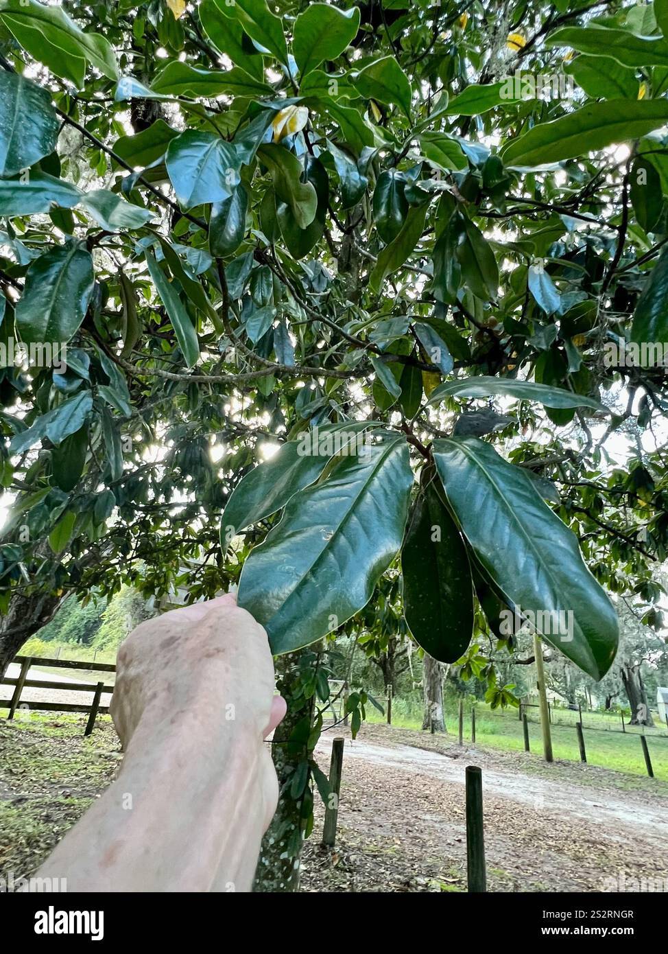 southern magnolia (Magnolia grandiflora Stock Photo - Alamy
