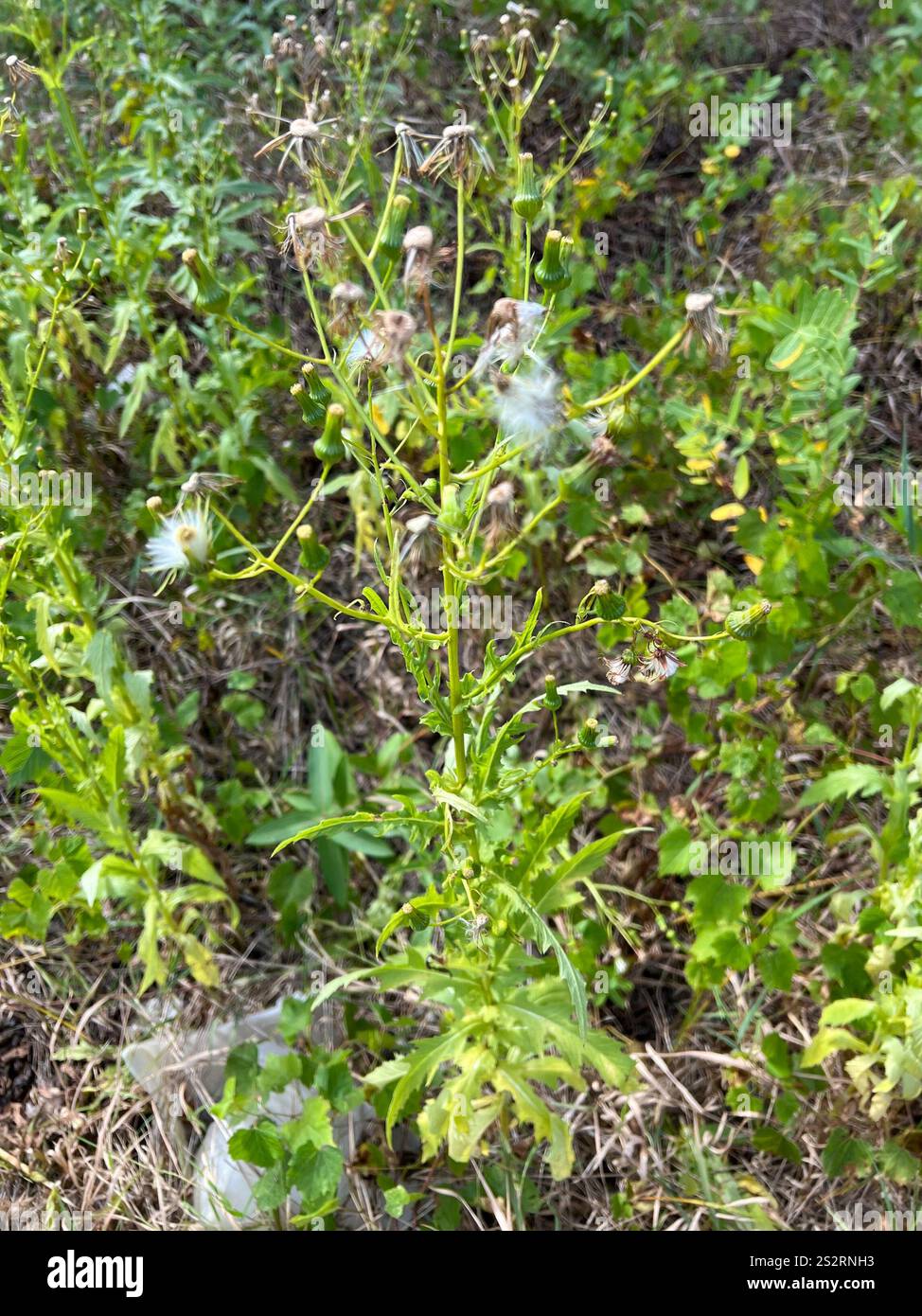 American burnweed (Erechtites hieraciifolius Stock Photo - Alamy