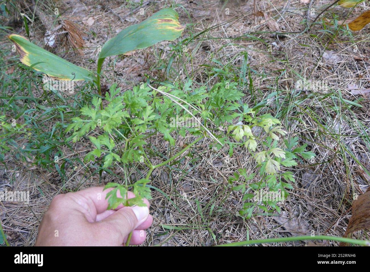 Mountain Parsley (Peucedanum oreoselinum Stock Photo - Alamy