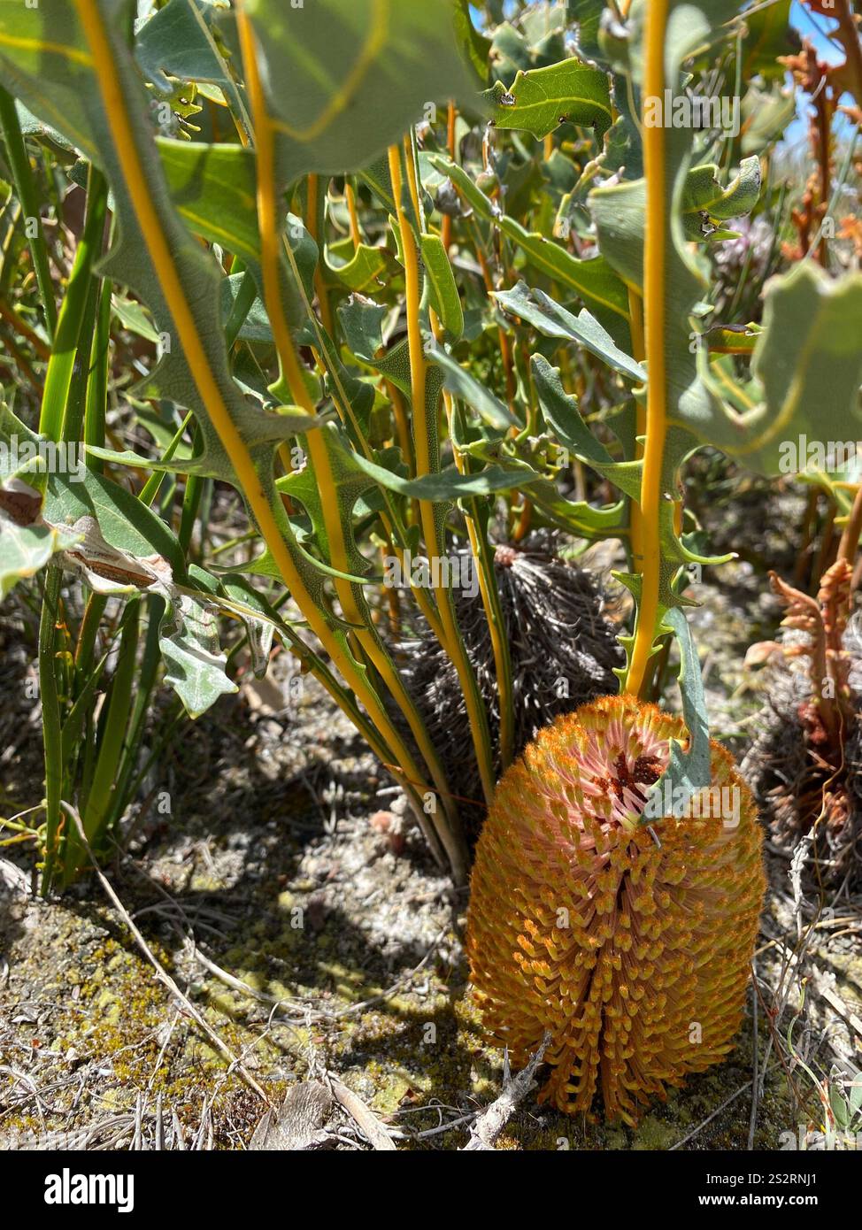 Creeping Banksia (Banksia repens Stock Photo - Alamy