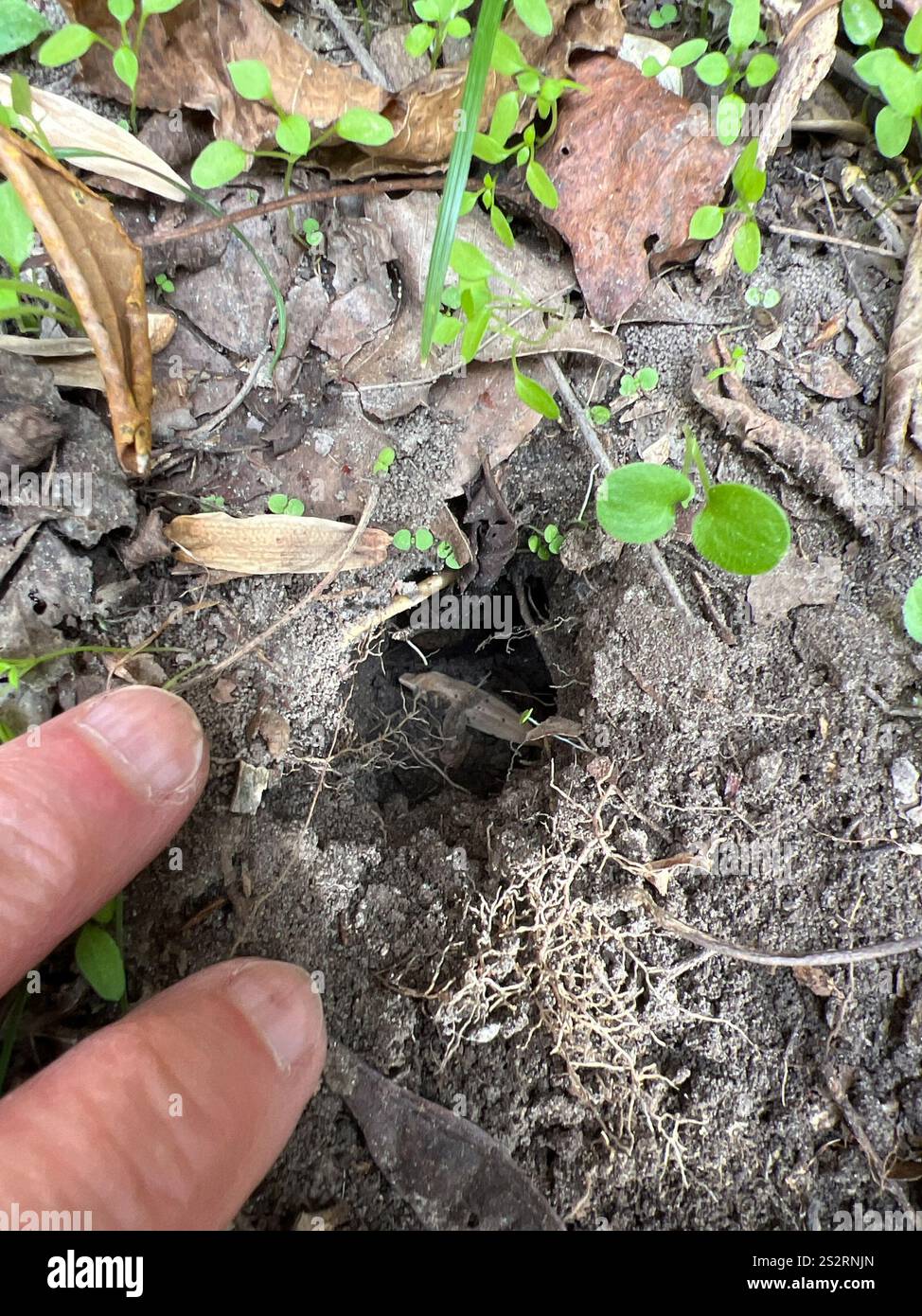 Woodland Vole (Microtus pinetorum Stock Photo - Alamy