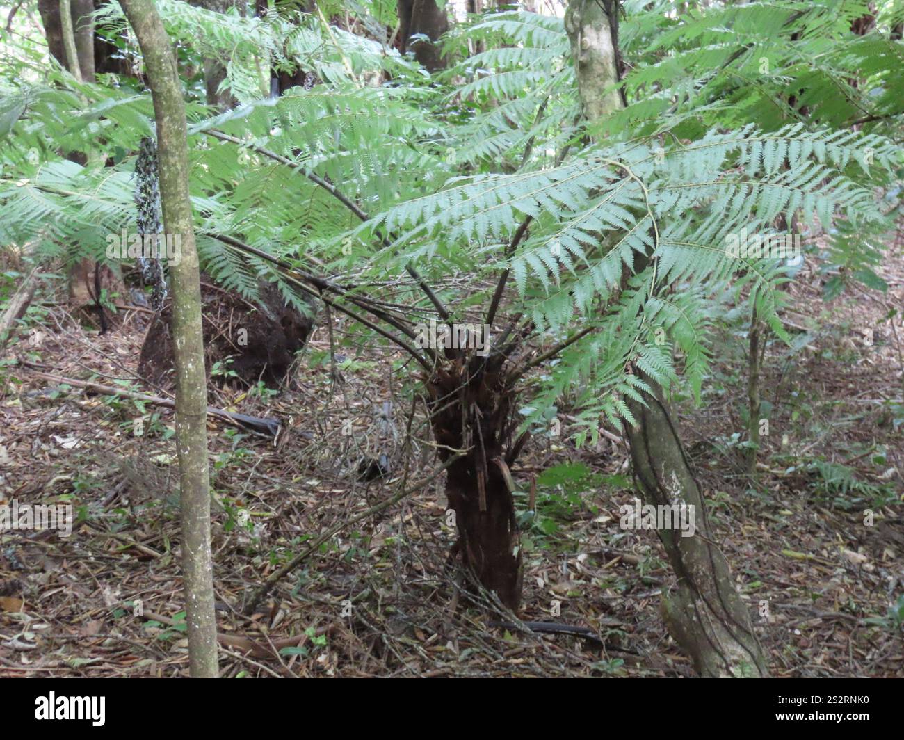 silver fern (Cyathea dealbata Stock Photo - Alamy
