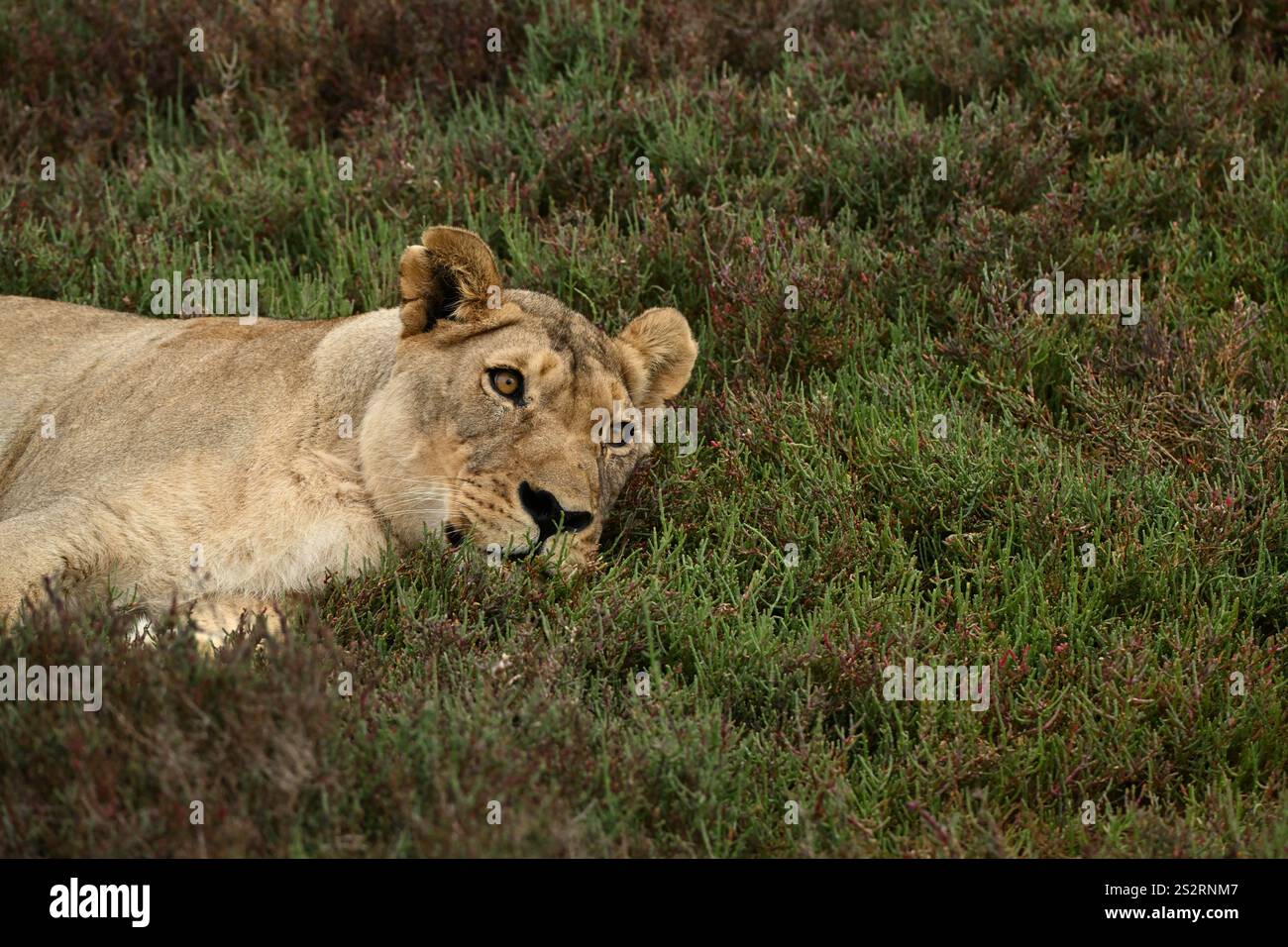 Iconic African Lioness laying down on the grass - safari Stock Photo ...