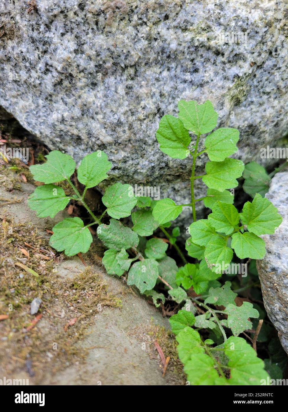wavy bittercress (Cardamine flexuosa Stock Photo - Alamy