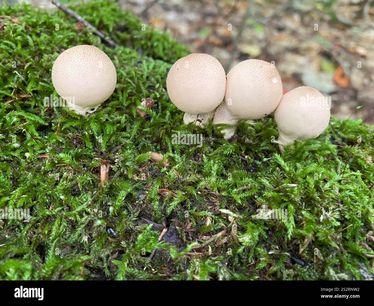 Pear-shaped Puffball (Apioperdon pyriforme Stock Photo - Alamy