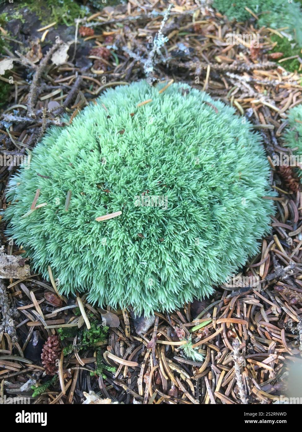 Pincushion Moss (Leucobryum glaucum Stock Photo - Alamy