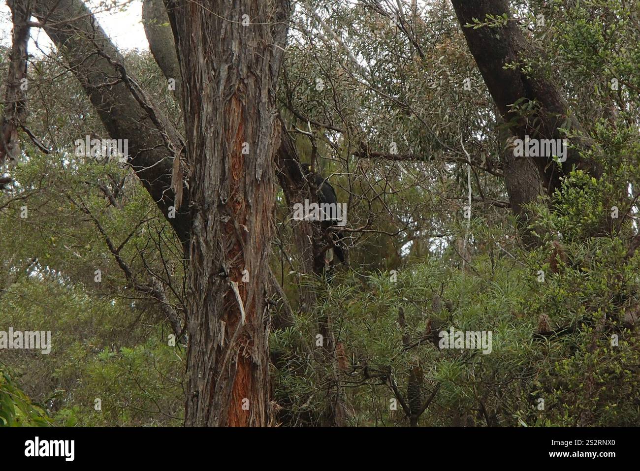 Yellow-tailed Black Cockatoo (Zanda funerea Stock Photo - Alamy