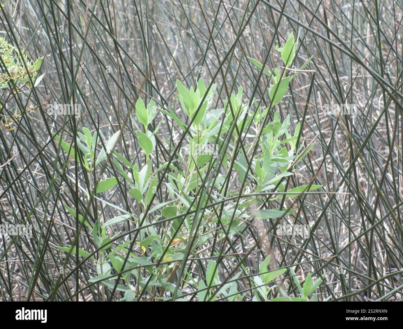 sea ox-eye (Borrichia frutescens Stock Photo - Alamy