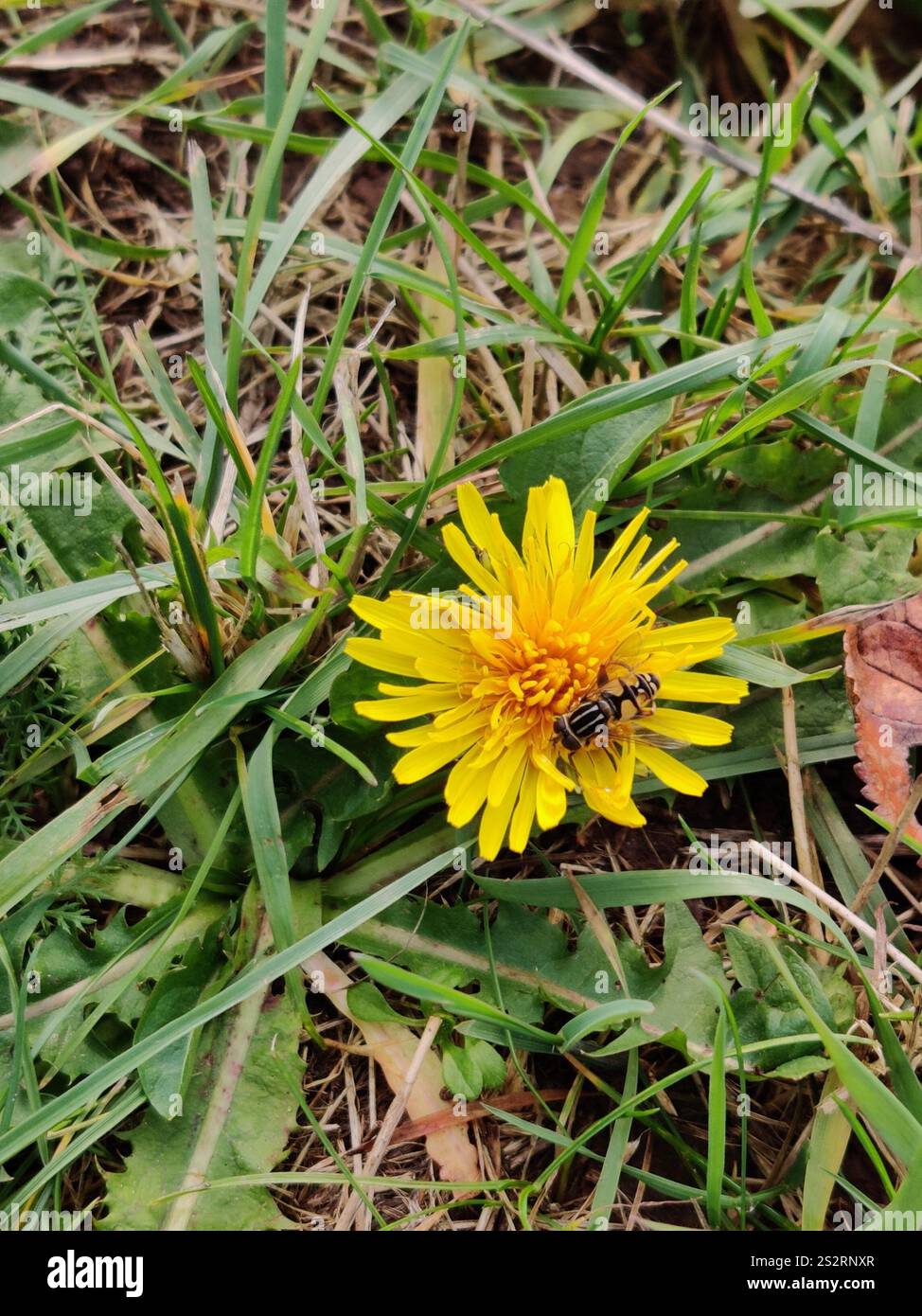 Sun Fly (Helophilus pendulus Stock Photo - Alamy