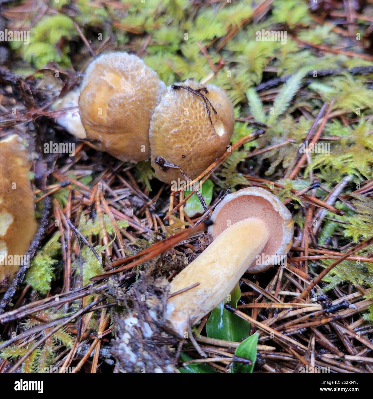Blue-staining Slippery Jack (Suillus tomentosus Stock Photo - Alamy