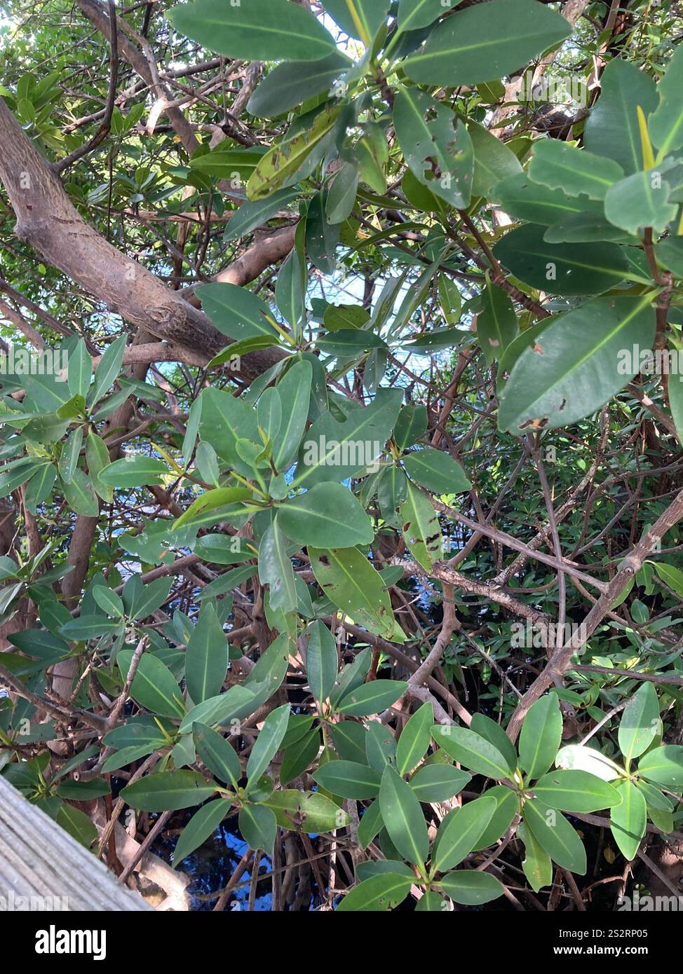 red mangrove (Rhizophora mangle Stock Photo - Alamy