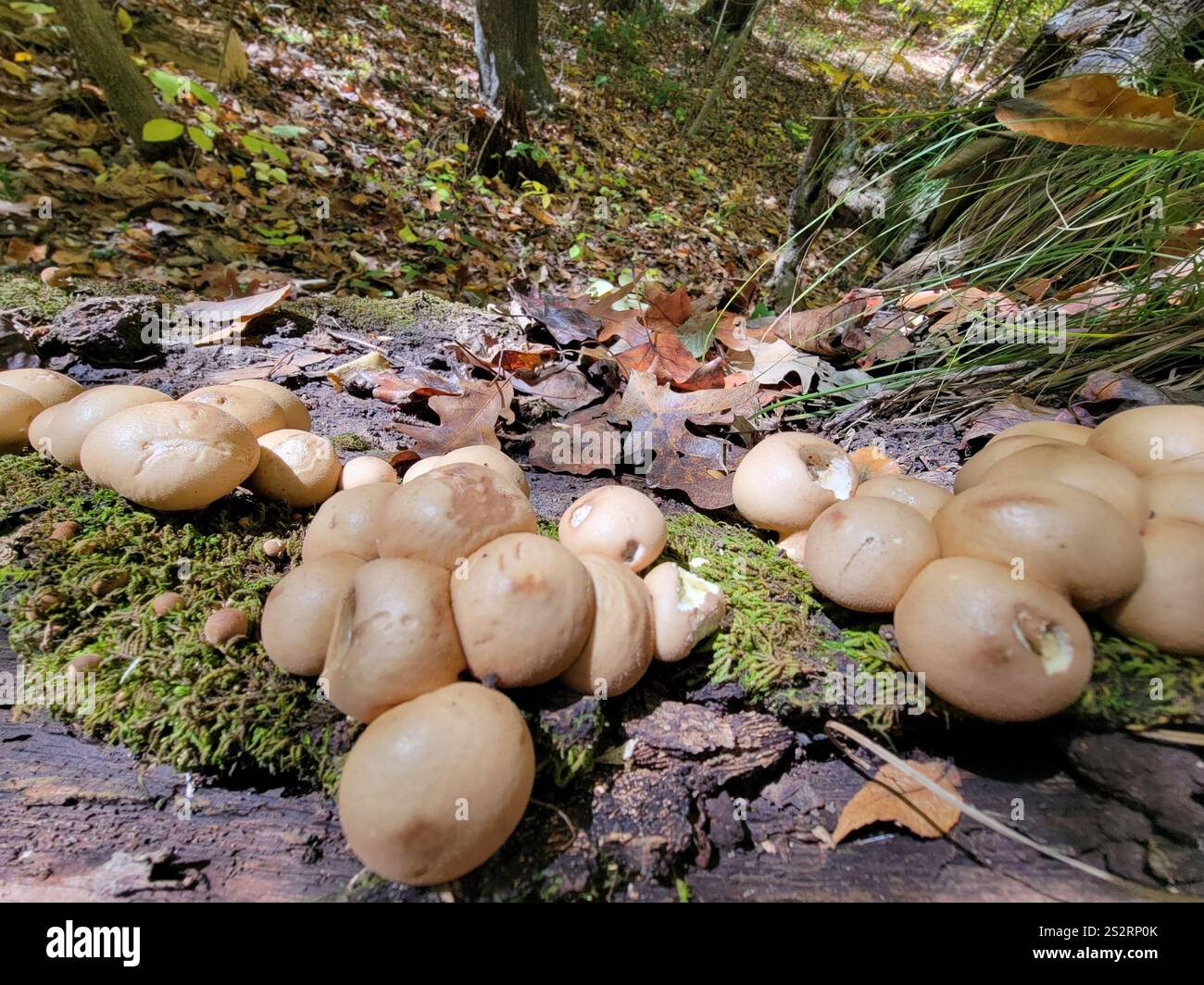 Pear-shaped Puffball (Apioperdon pyriforme Stock Photo - Alamy