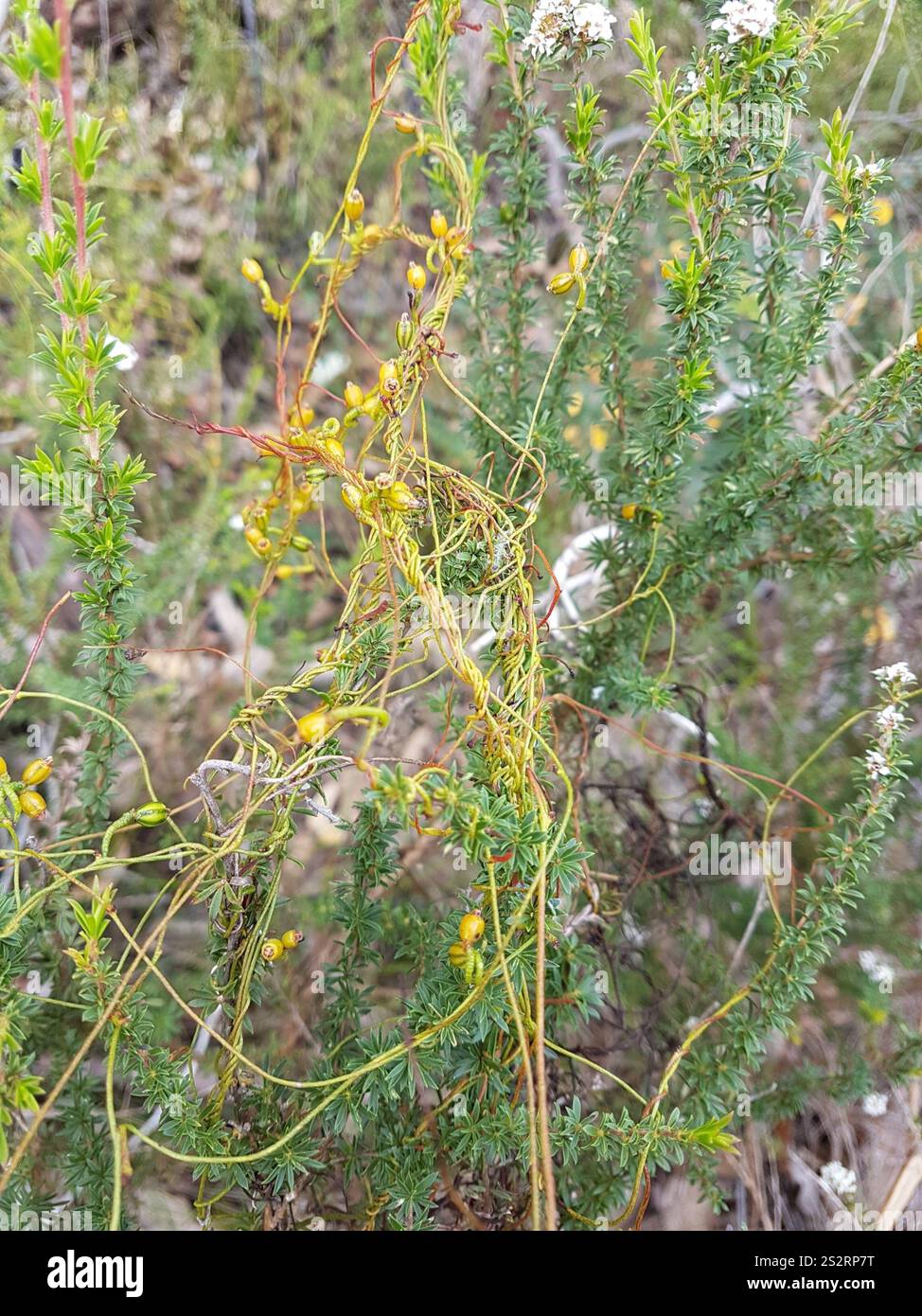 Slender Devil's Twine (Cassytha glabella Stock Photo - Alamy