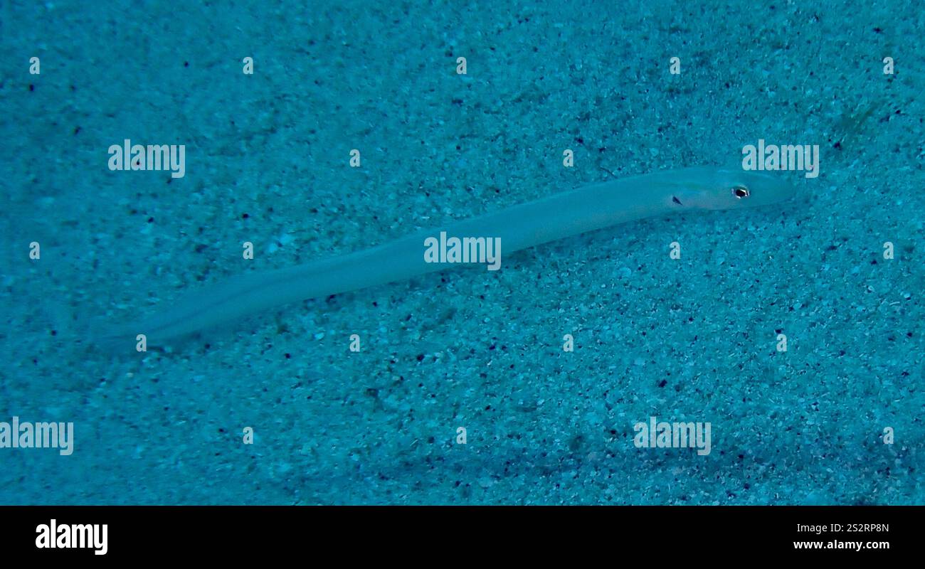 Onespot Wormfish (Gunnellichthys monostigma Stock Photo - Alamy