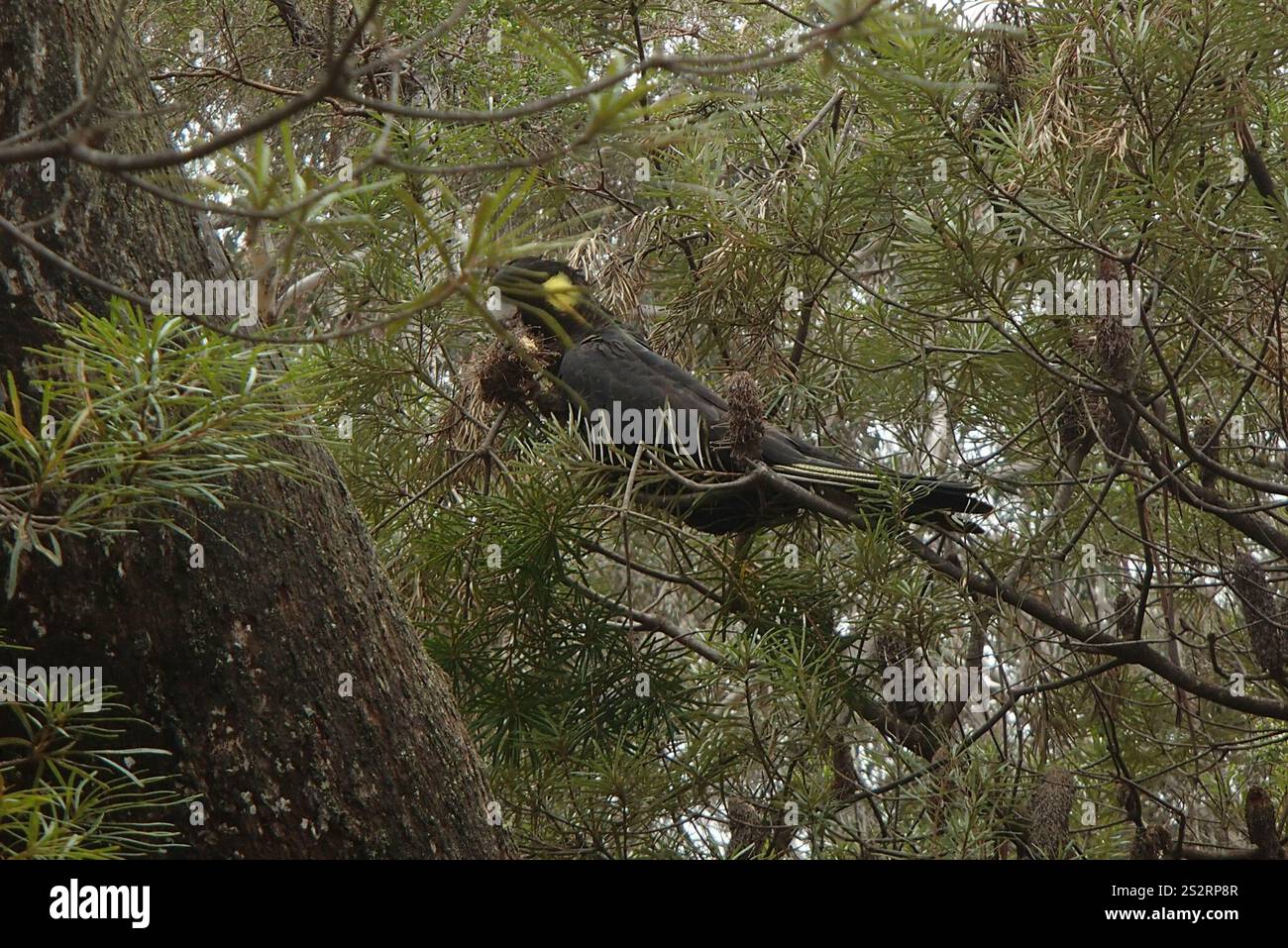 Yellow-tailed Black Cockatoo (Zanda funerea Stock Photo - Alamy