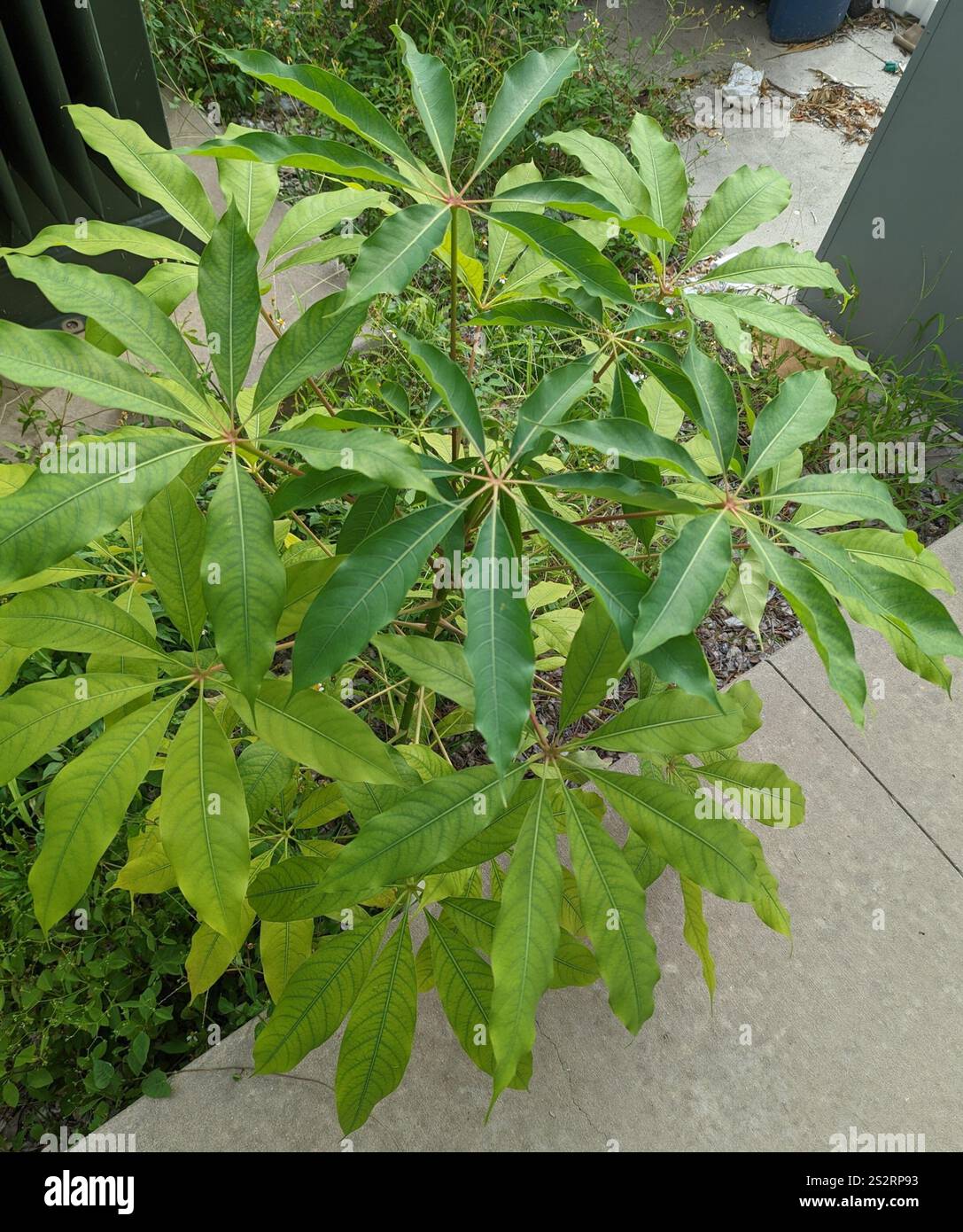 Australian Umbrella Tree (Heptapleurum actinophyllum Stock Photo - Alamy