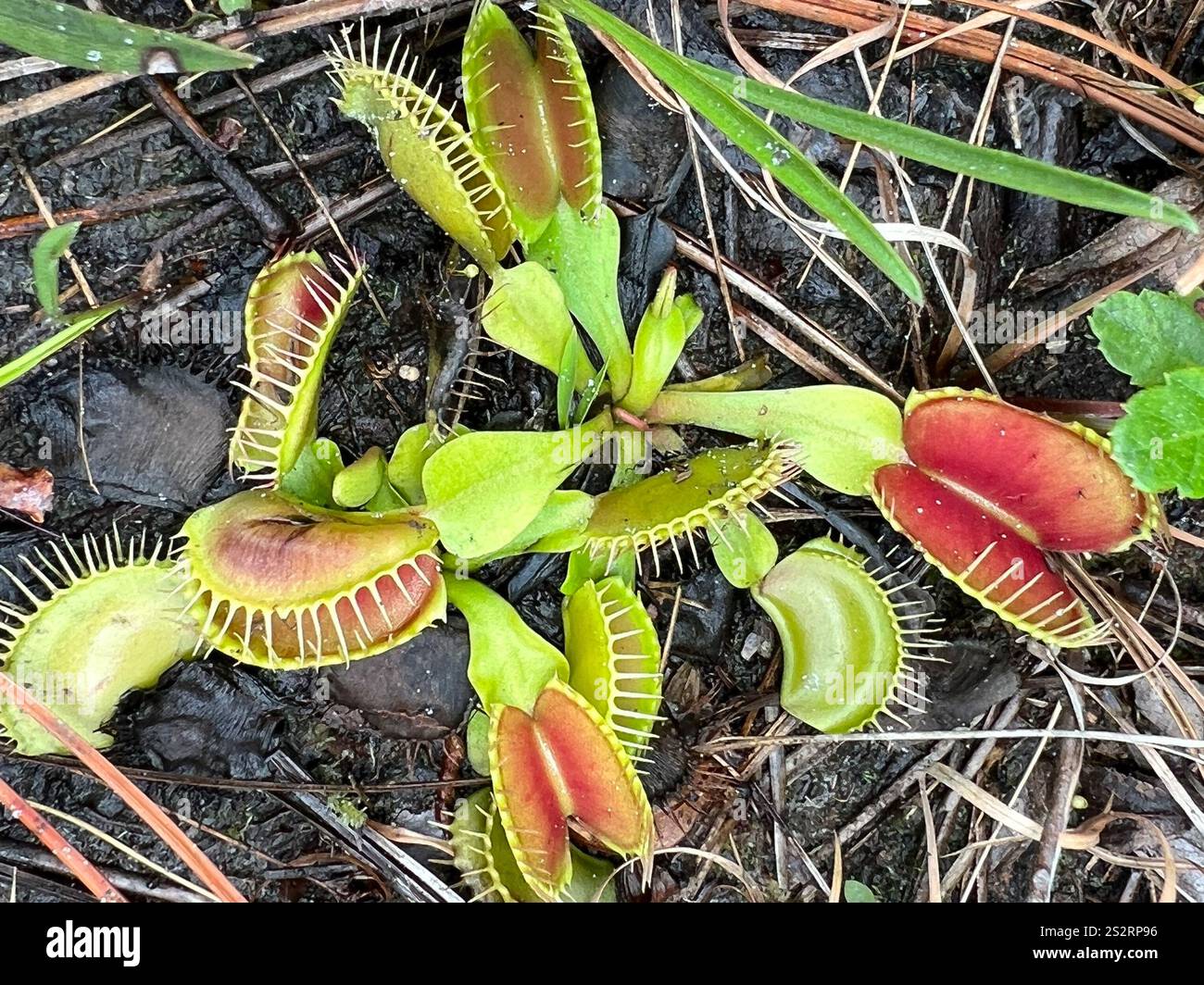 Venus flytrap (Dionaea muscipula Stock Photo - Alamy