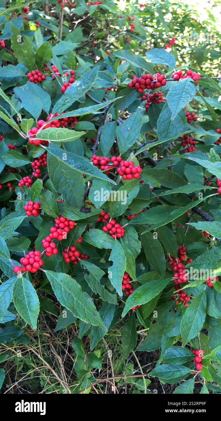 winterberry holly (Ilex verticillata Stock Photo - Alamy