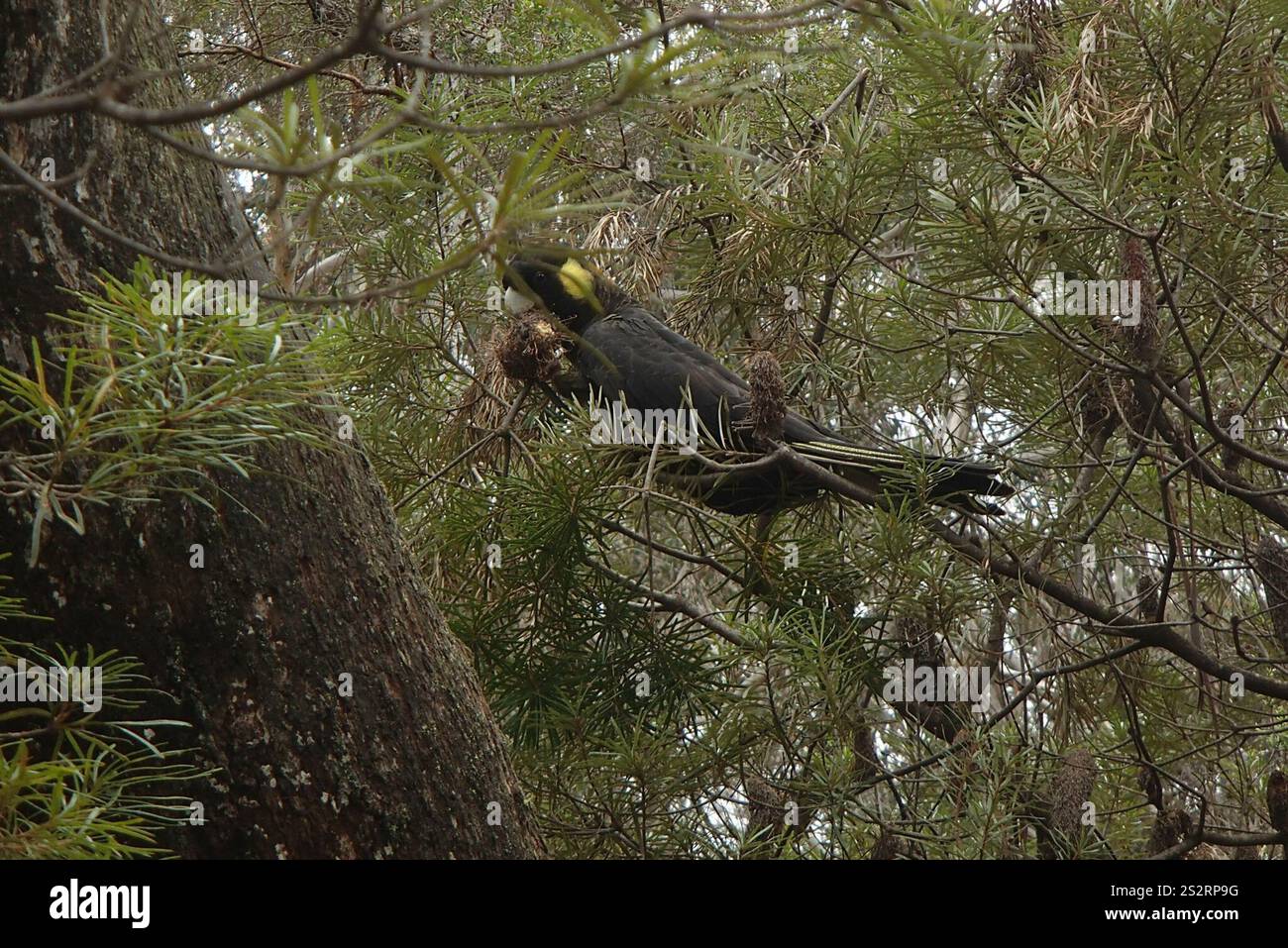 Yellow-tailed Black Cockatoo (Zanda funerea Stock Photo - Alamy