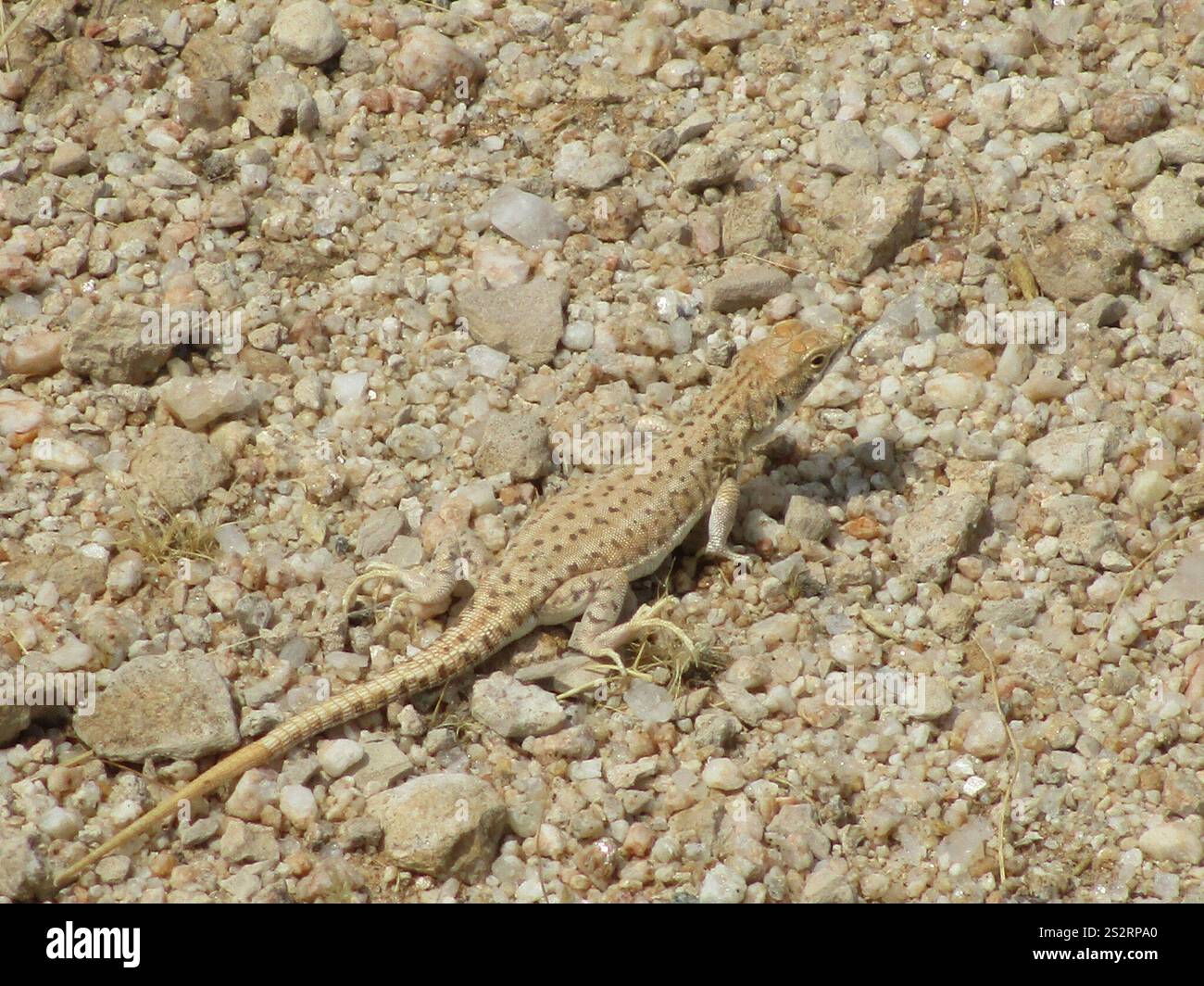 Spotted Desert Lizard (Meroles suborbitalis Stock Photo - Alamy