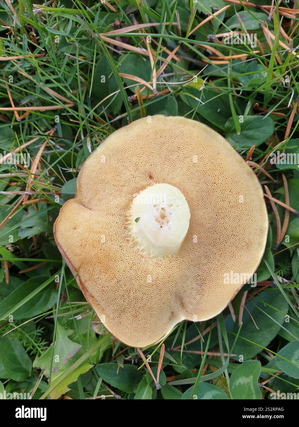 Slippery Jacks (Suillus Stock Photo - Alamy