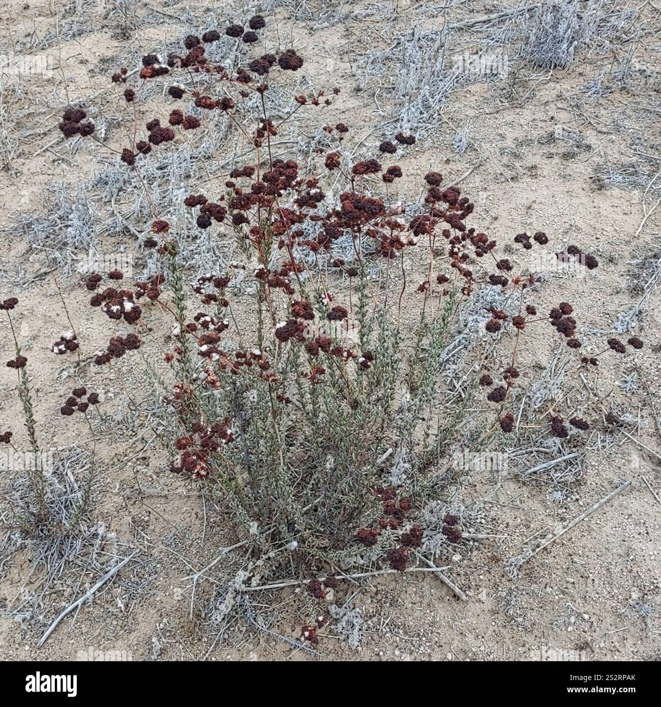 California Buckwheat (Eriogonum fasciculatum Stock Photo - Alamy