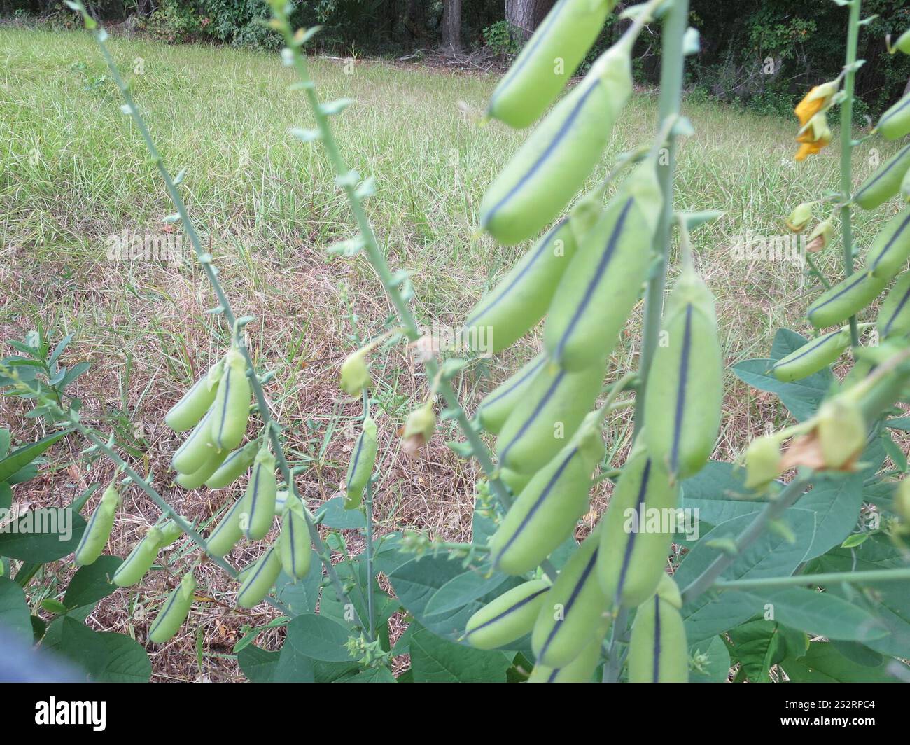 Showy Rattlebox (Crotalaria spectabilis Stock Photo - Alamy