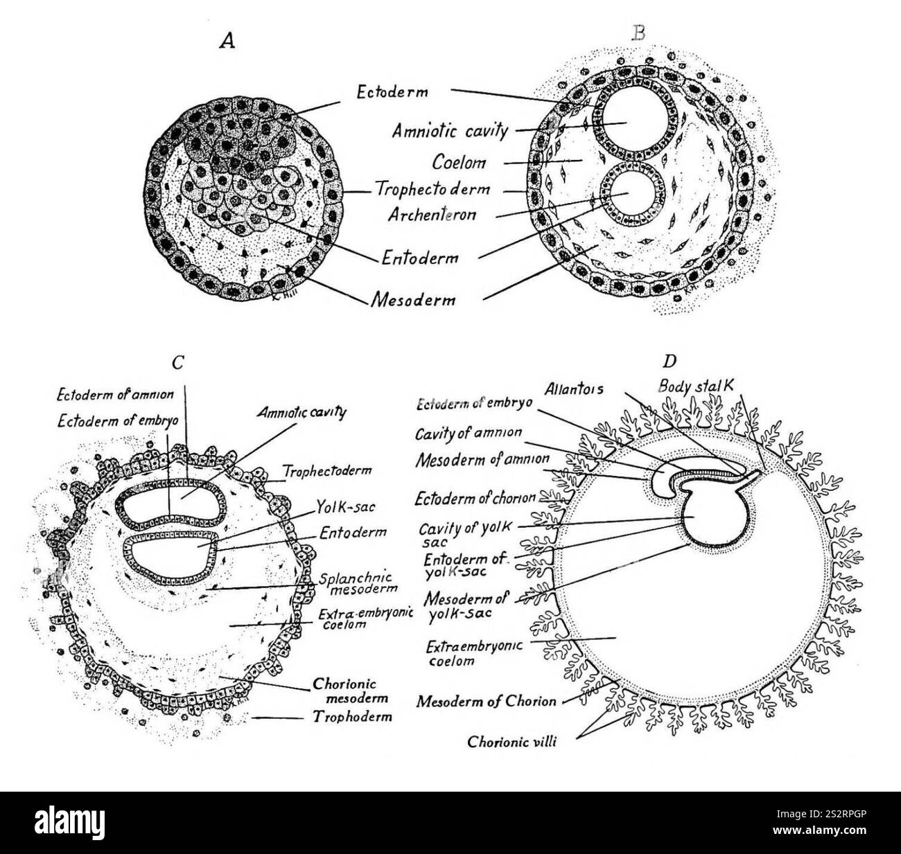 Four diagrams showing hypothetical stages of early human embryos Stock ...