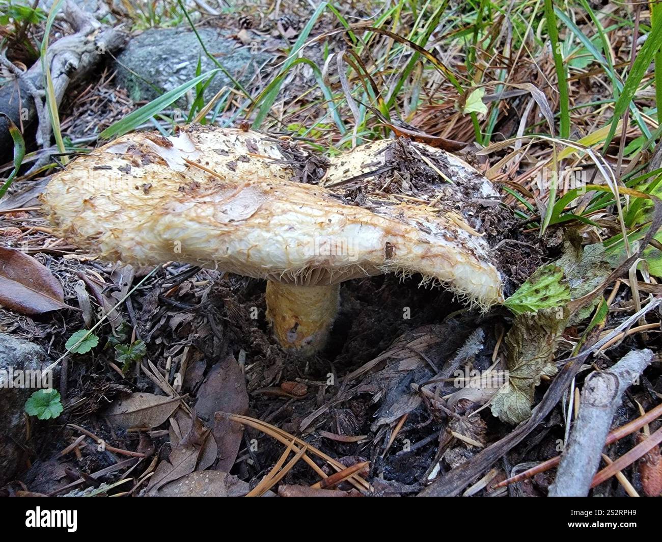 Purple-staining Bearded Milk Cap (Lactarius repraesentaneus Stock Photo ...